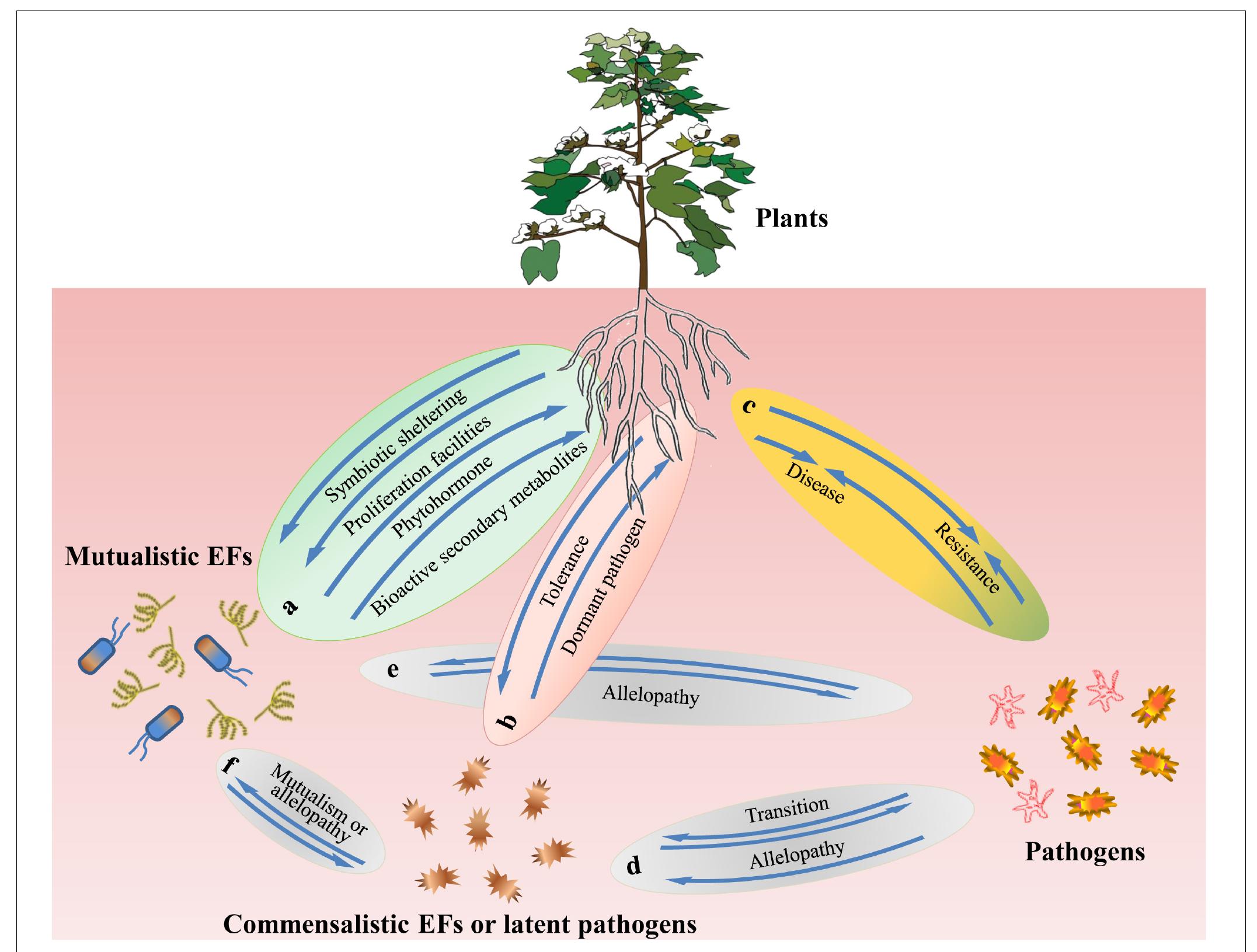 Figure 1 - from Endophytic Fungi: From Symbiosis to
