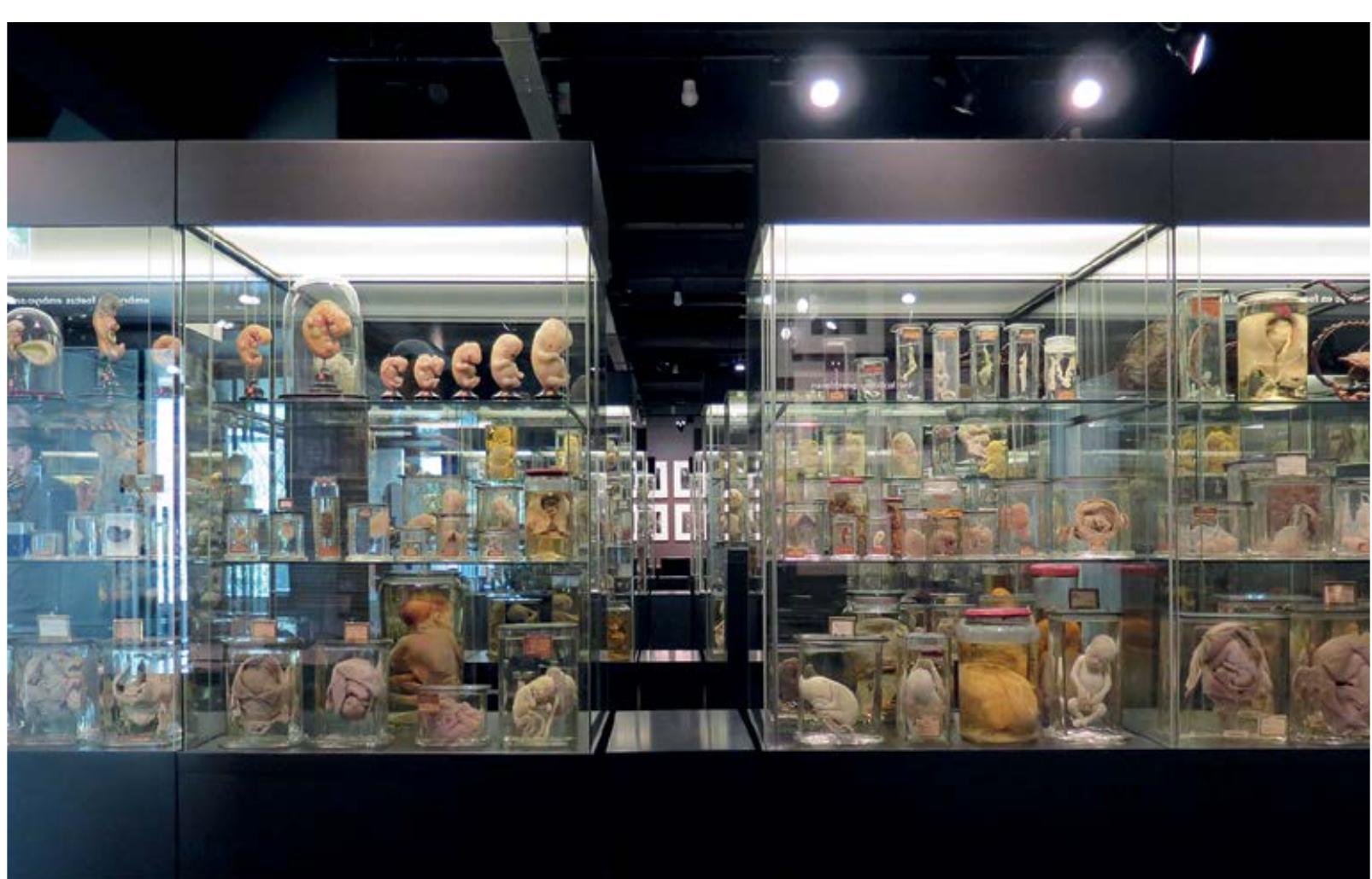 Museum vrolik: grid structure in vitrines. photo: ane