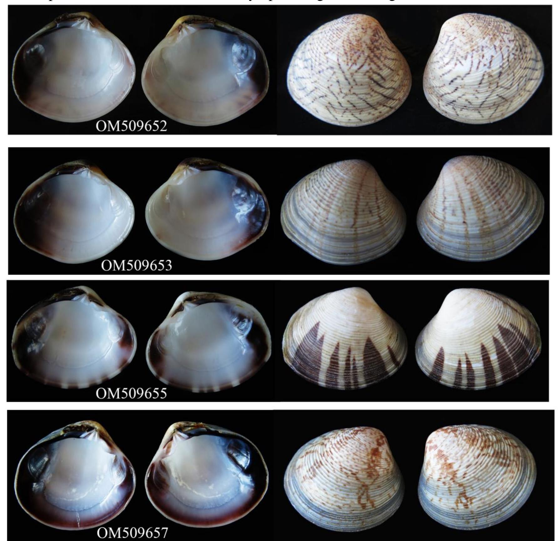 Dorsal margin. this ligament extends over half of the