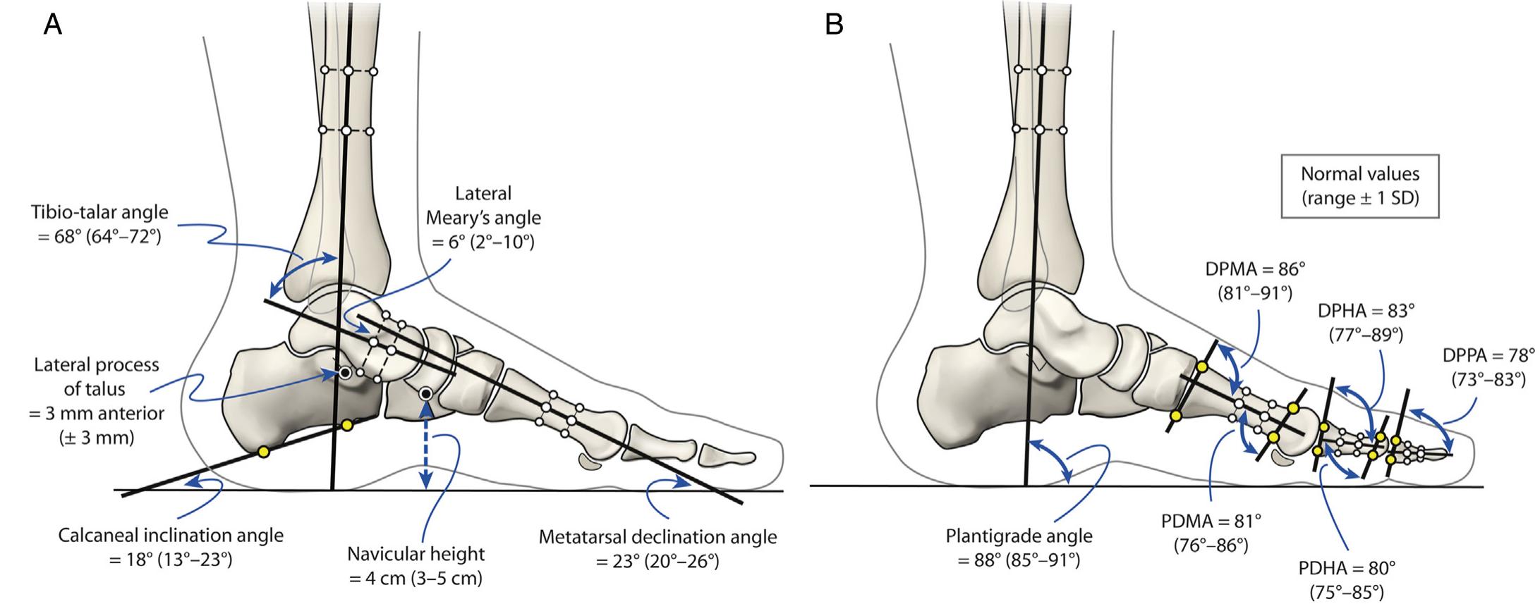 (PDF) Normal Foot and Ankle Radiographic Angles, Measurements, and ...