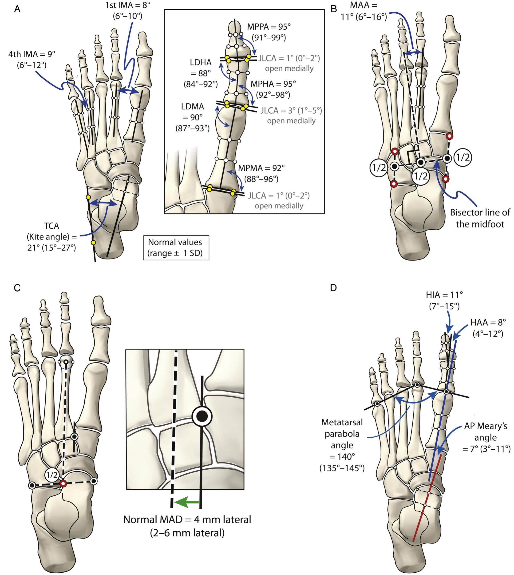 (PDF) Normal Foot and Ankle Radiographic Angles, Measurements, and ...