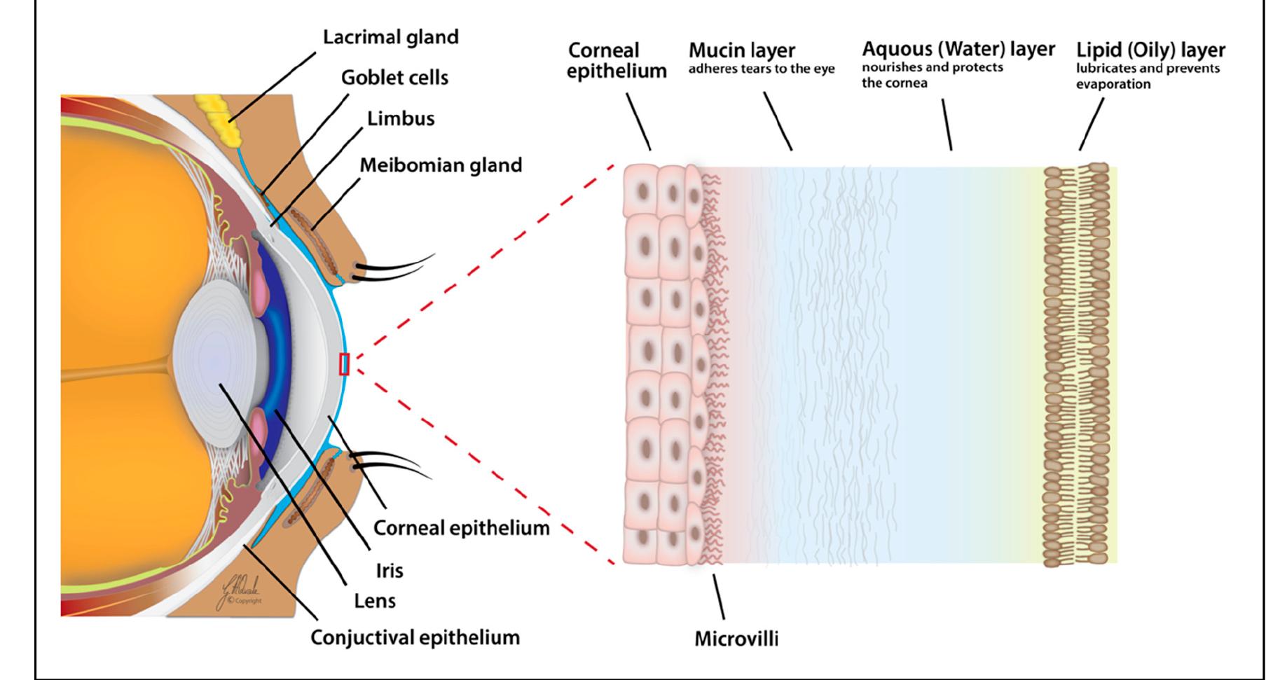 The three-layered structure of the tear film consists of an
