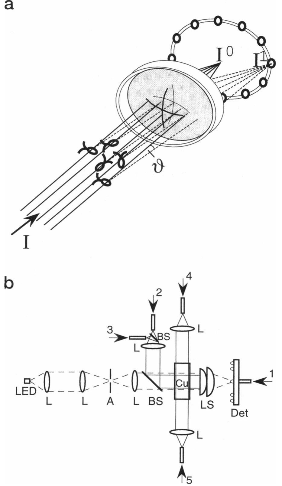 (a) schematic diagram of the optical set-up for the deter-