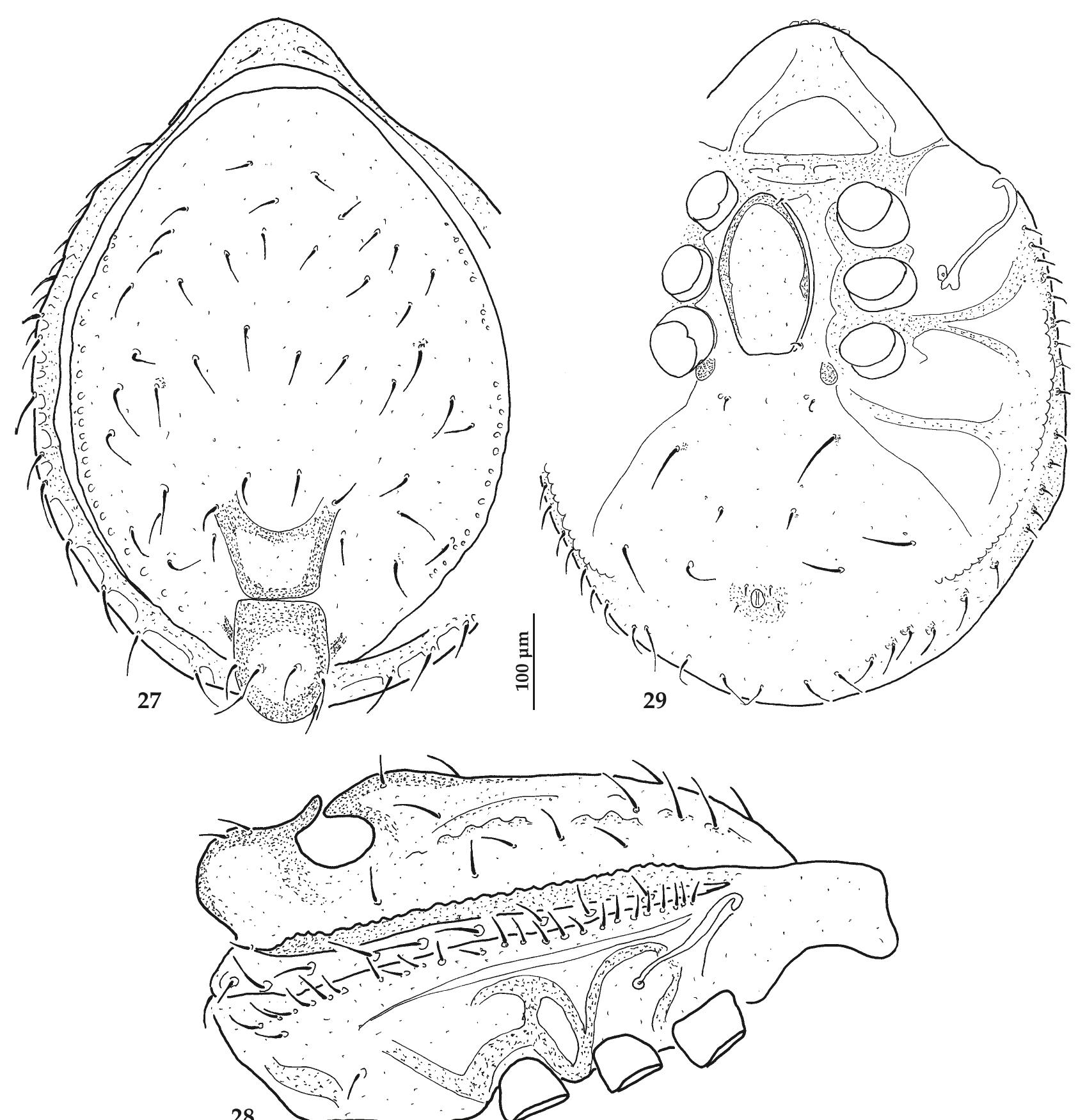 Figure 6 - from Three new Uropodina mites from New Zealand