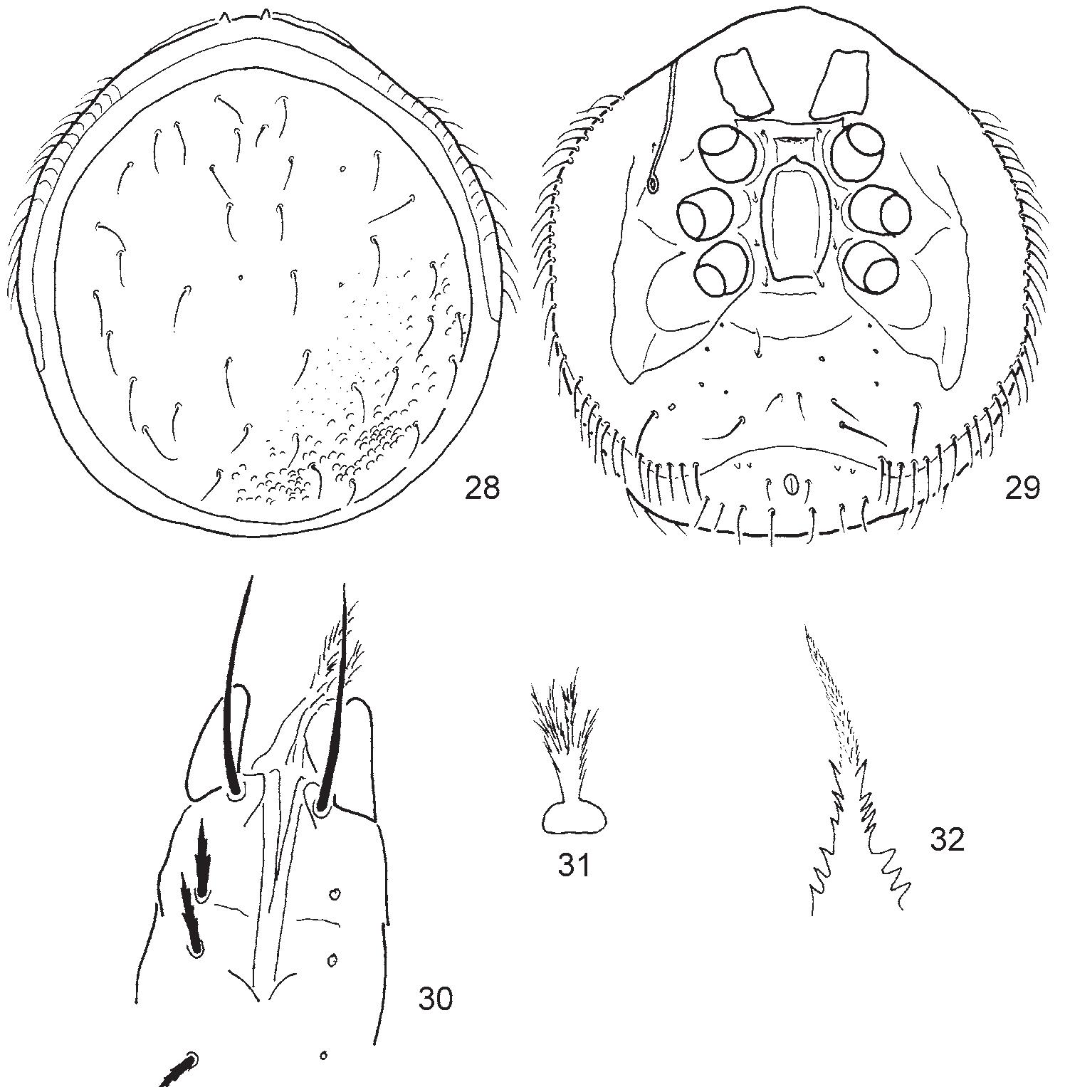 S 28-32. uropoda cornuata sp. n.: 28 = dorsal view, 29