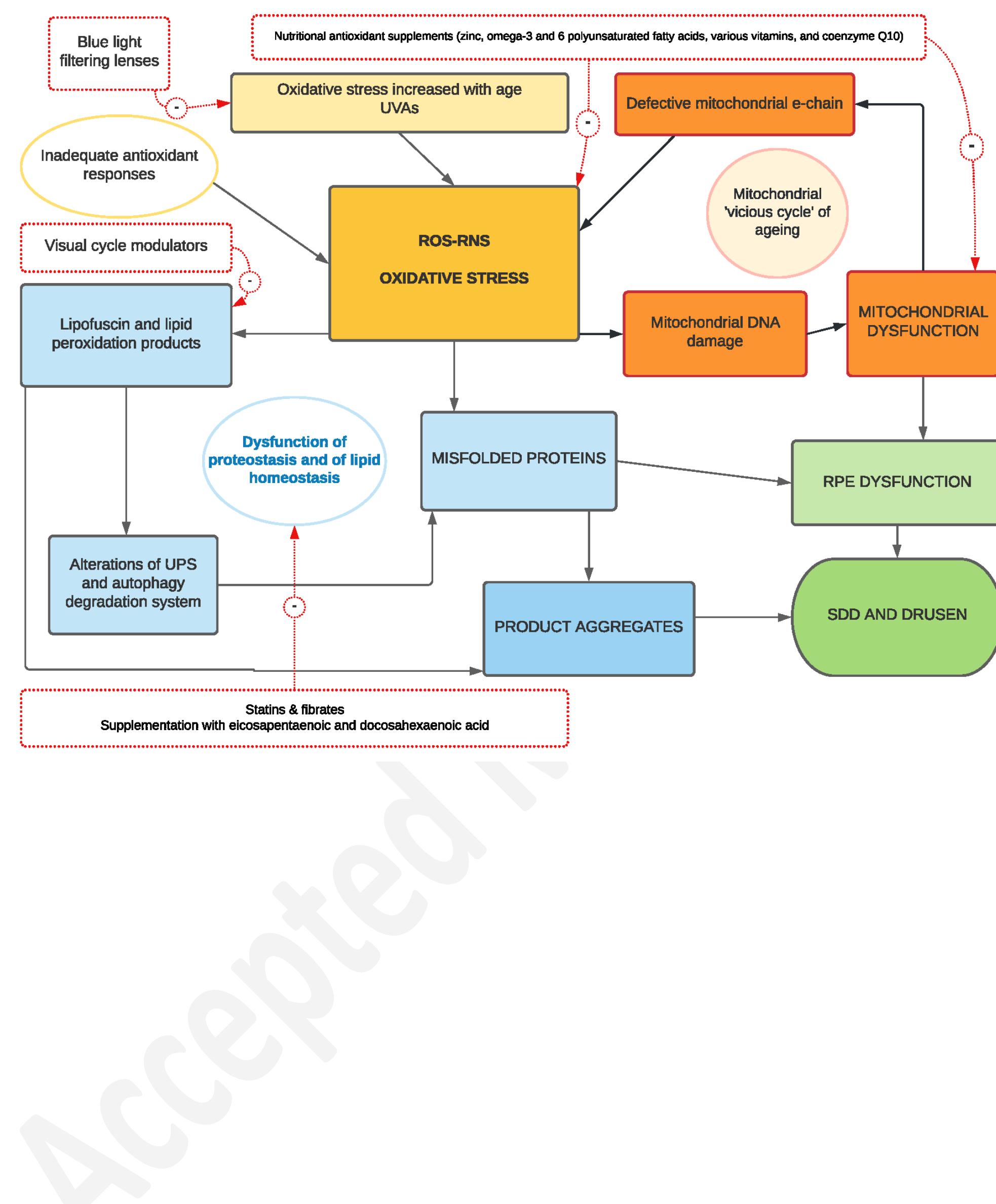 Figure 1 - Pathophysiology of Age-Related Macular