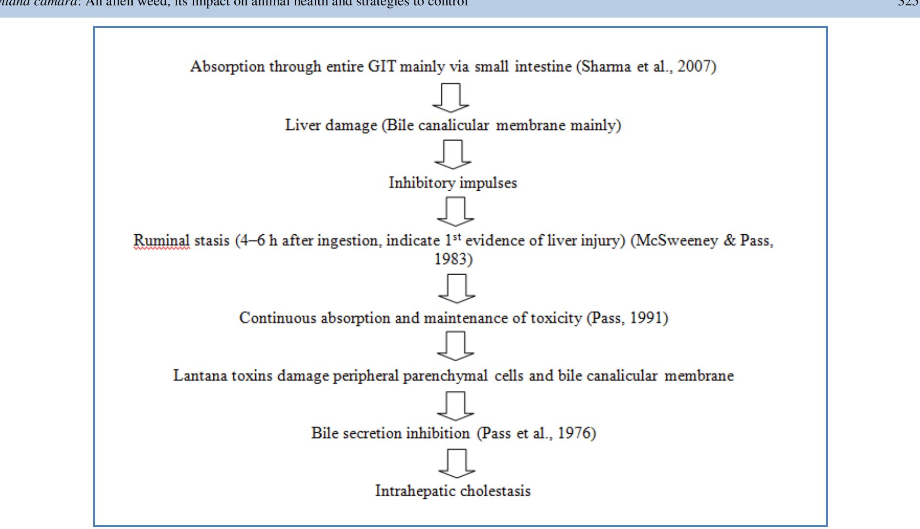 Flow chart of absorption and mechanism of action of