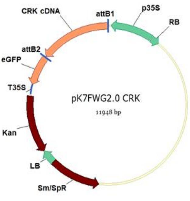 Schematic map of 35s::ccrks-gfp vector construct. fusion of