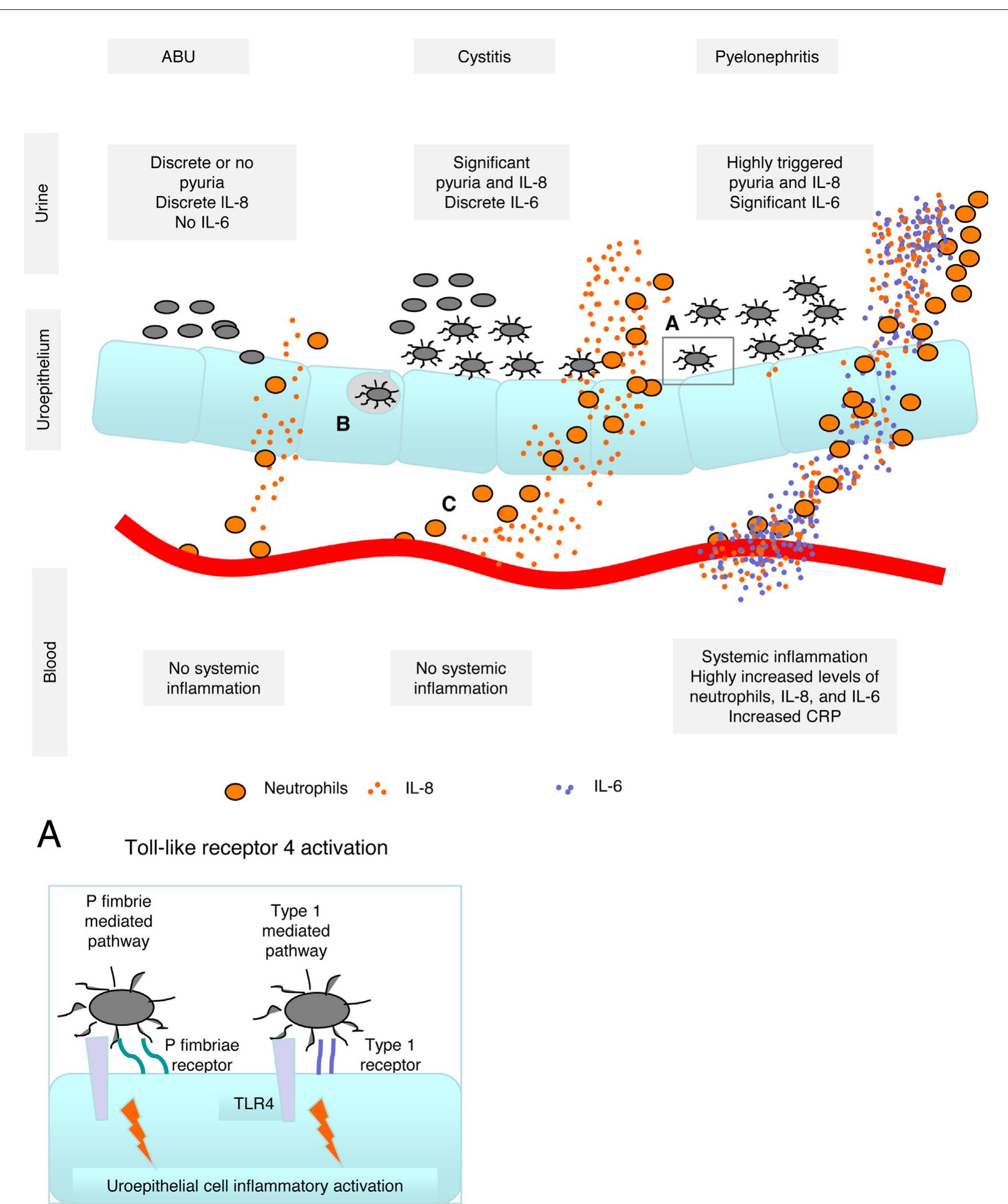 Figure 1 - from The Roles of the Host and the Pathogens in