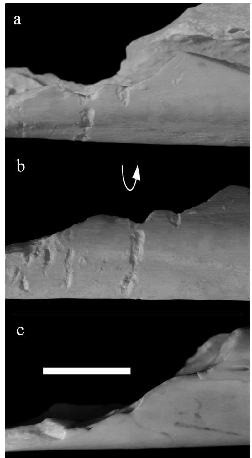 Examples of common notch types in the mapungubwe national