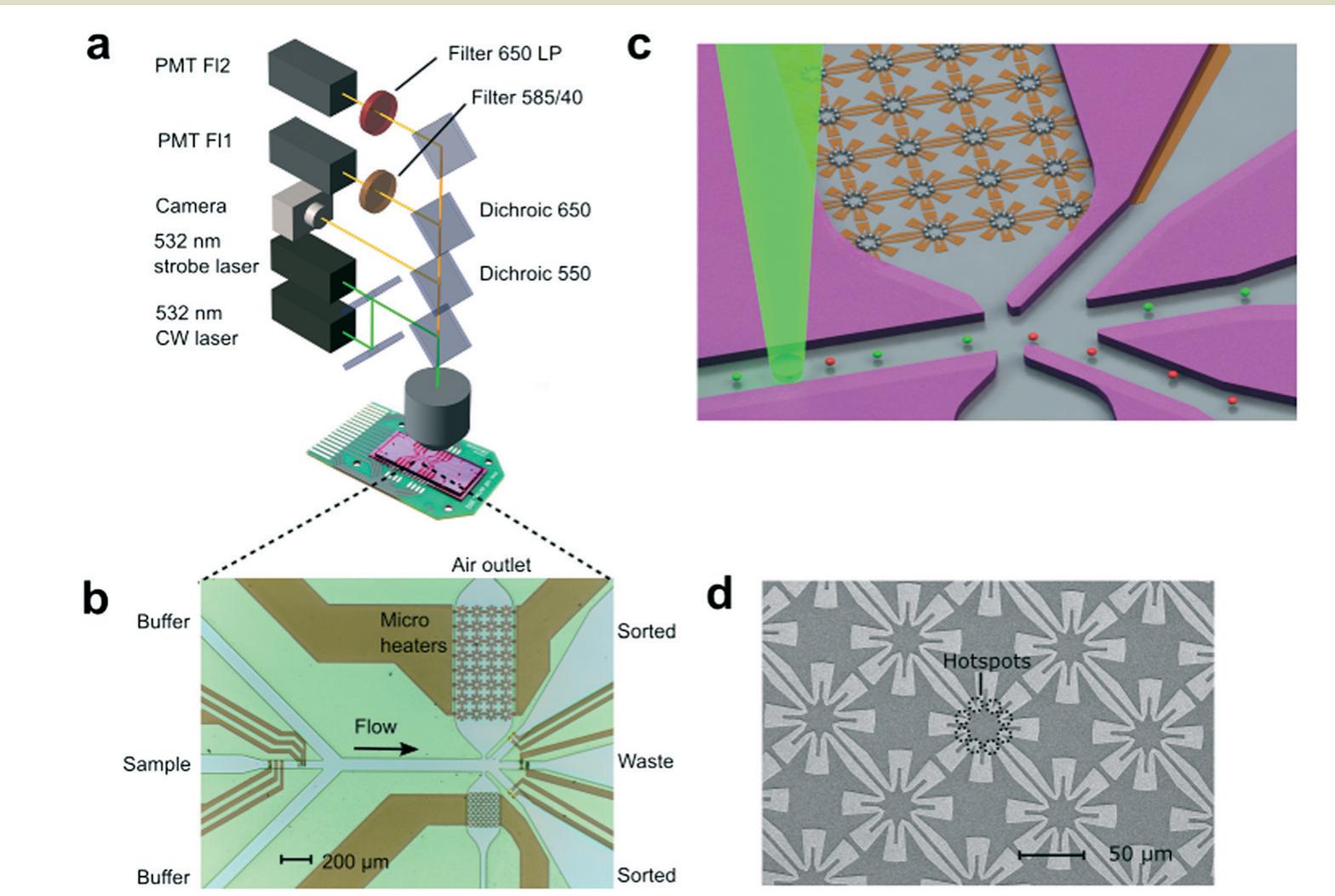Schematic diagram of the microfluidic cell sorter including