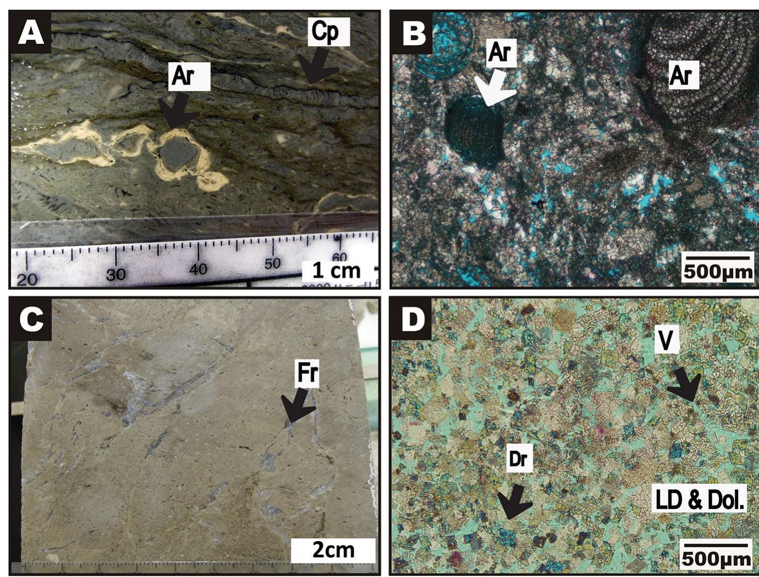 Foraminifera and red algae packstone-grainstone this grainy
