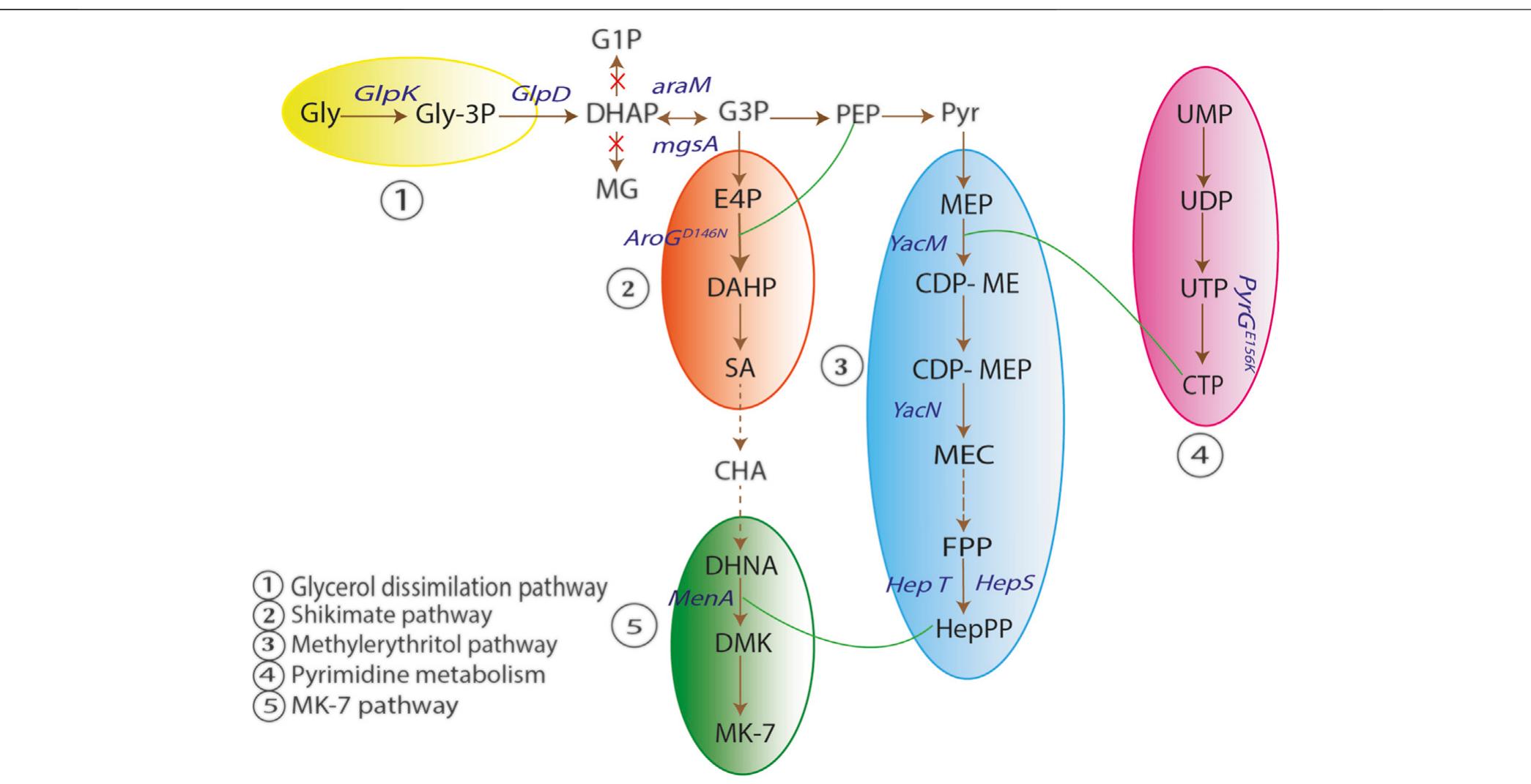 | schematic representation of vitamin k2-7 synthesis. in