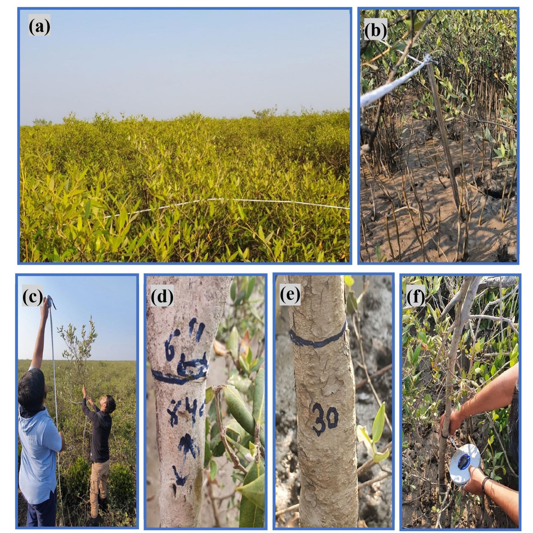 Of tree using girth at breast height (gbh) method (source:
