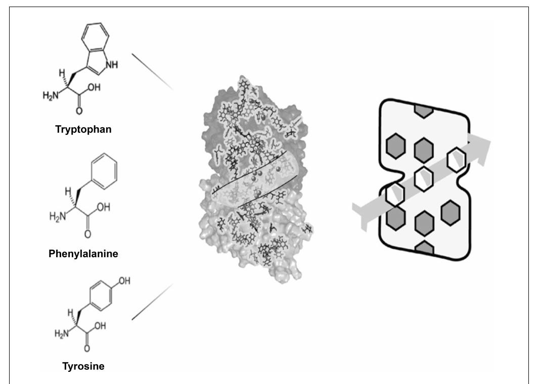 | left: 3 aromatic amino acids with pi resonance indole
