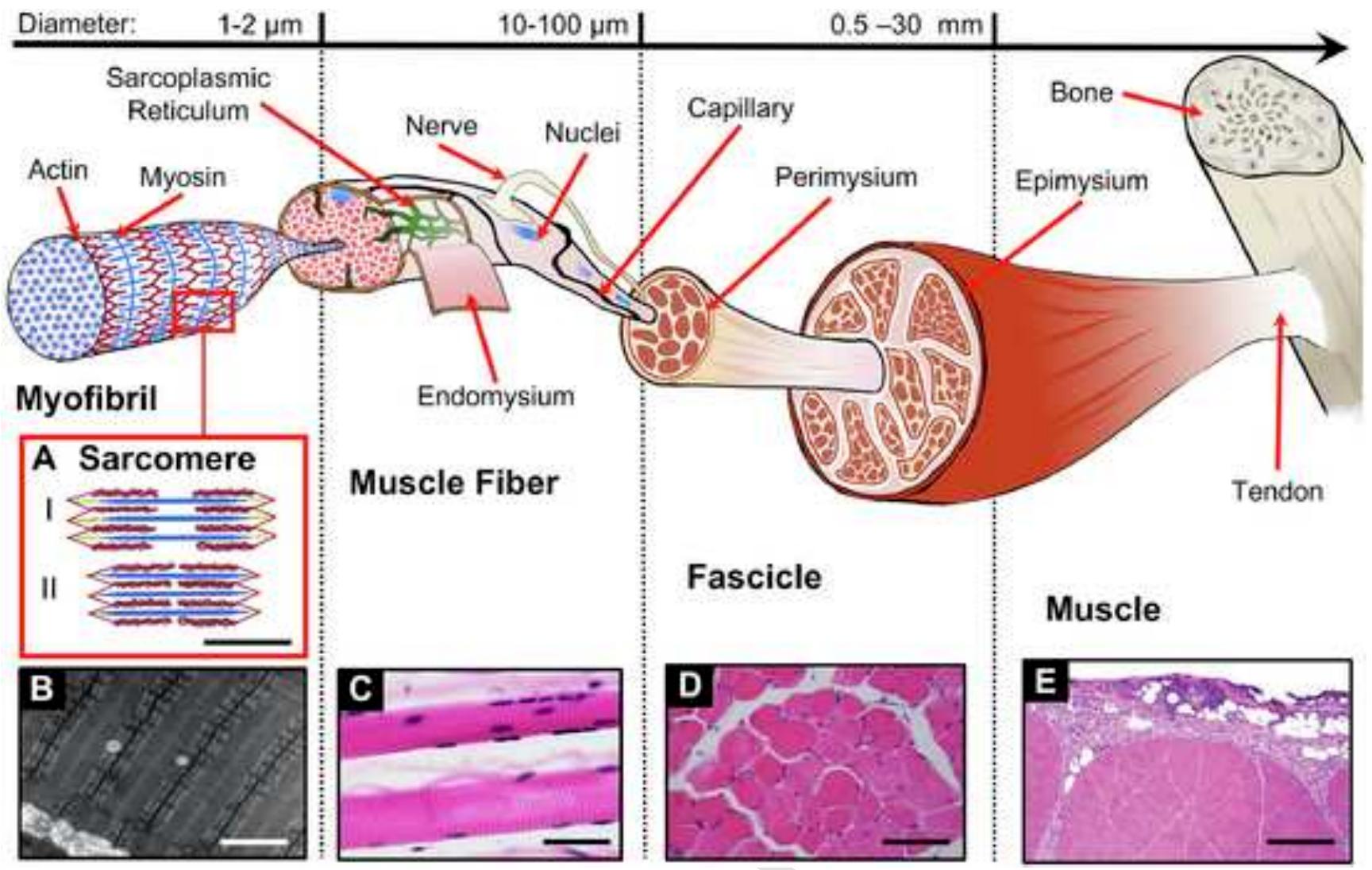 Hierarchical structure of skeletal muscle. a) sarcomere
