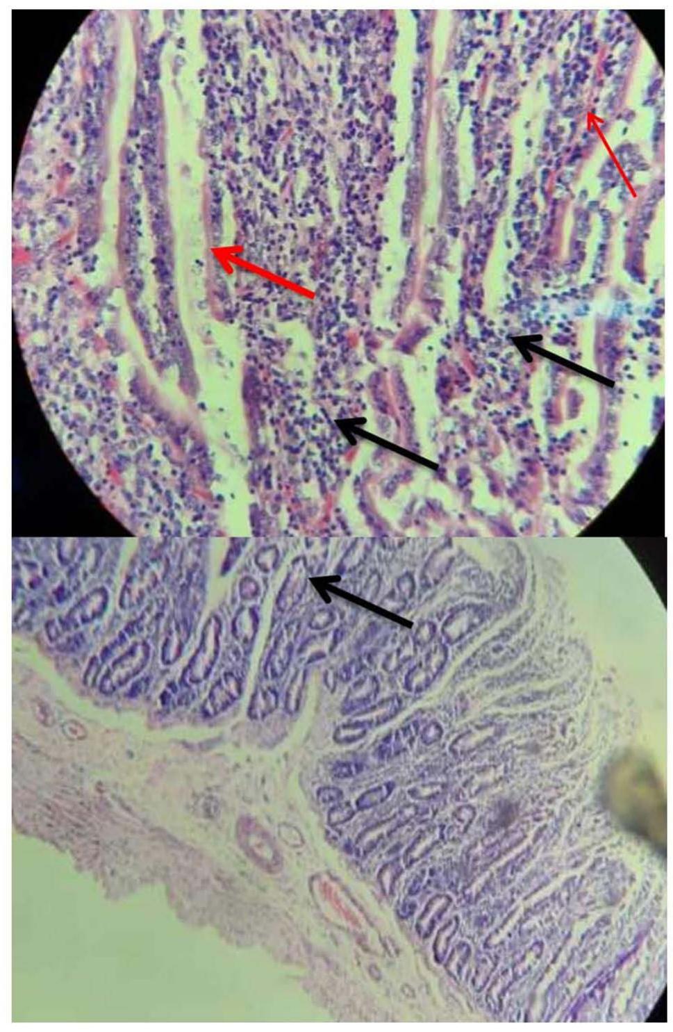 Histological section of intestinal mucosa, infected goat