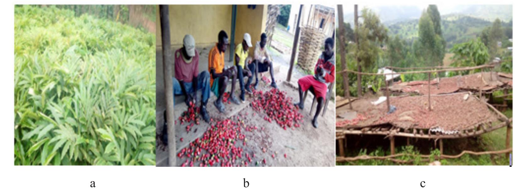 Figure 1 - Value Chain Analysis of Korarima (Aframomum