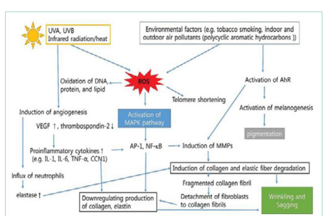 Schematic representation of pathogenesis of
