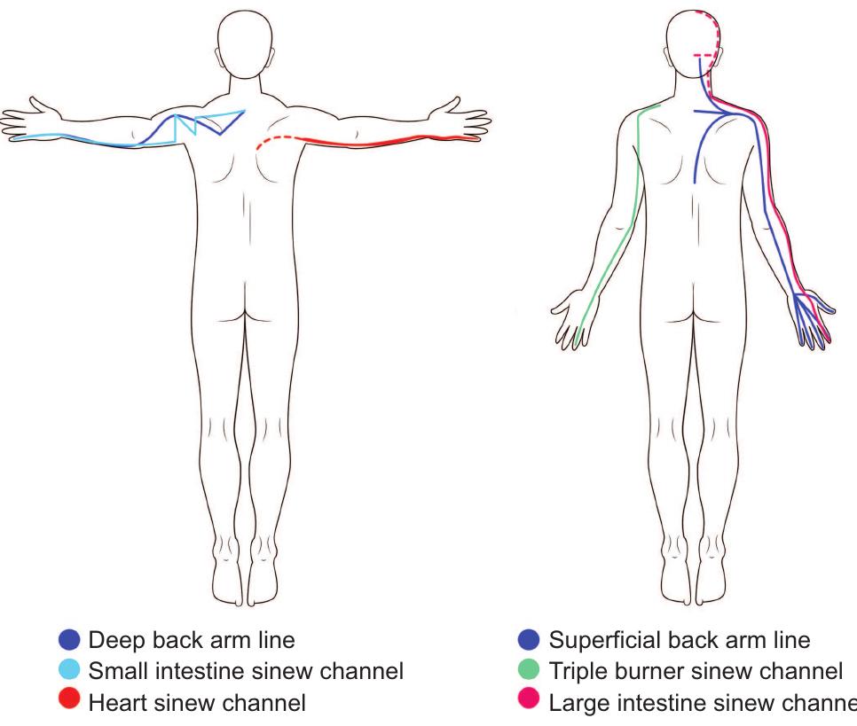 (PDF) Correlation Between the Sinew Channels with the Myofascial System ...