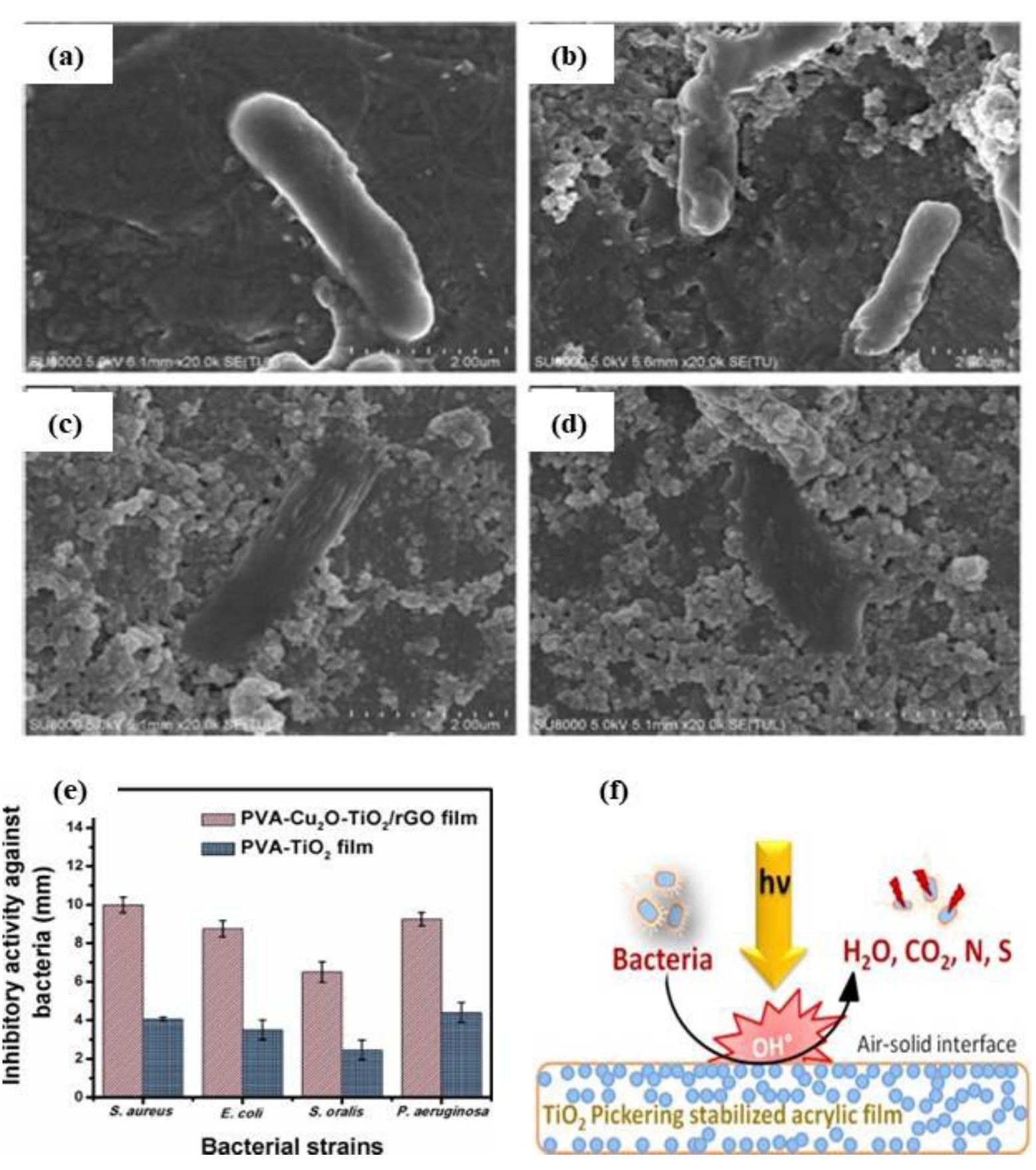 Sem images of (a) e. coli bacterial cell; (b) e.coli covered