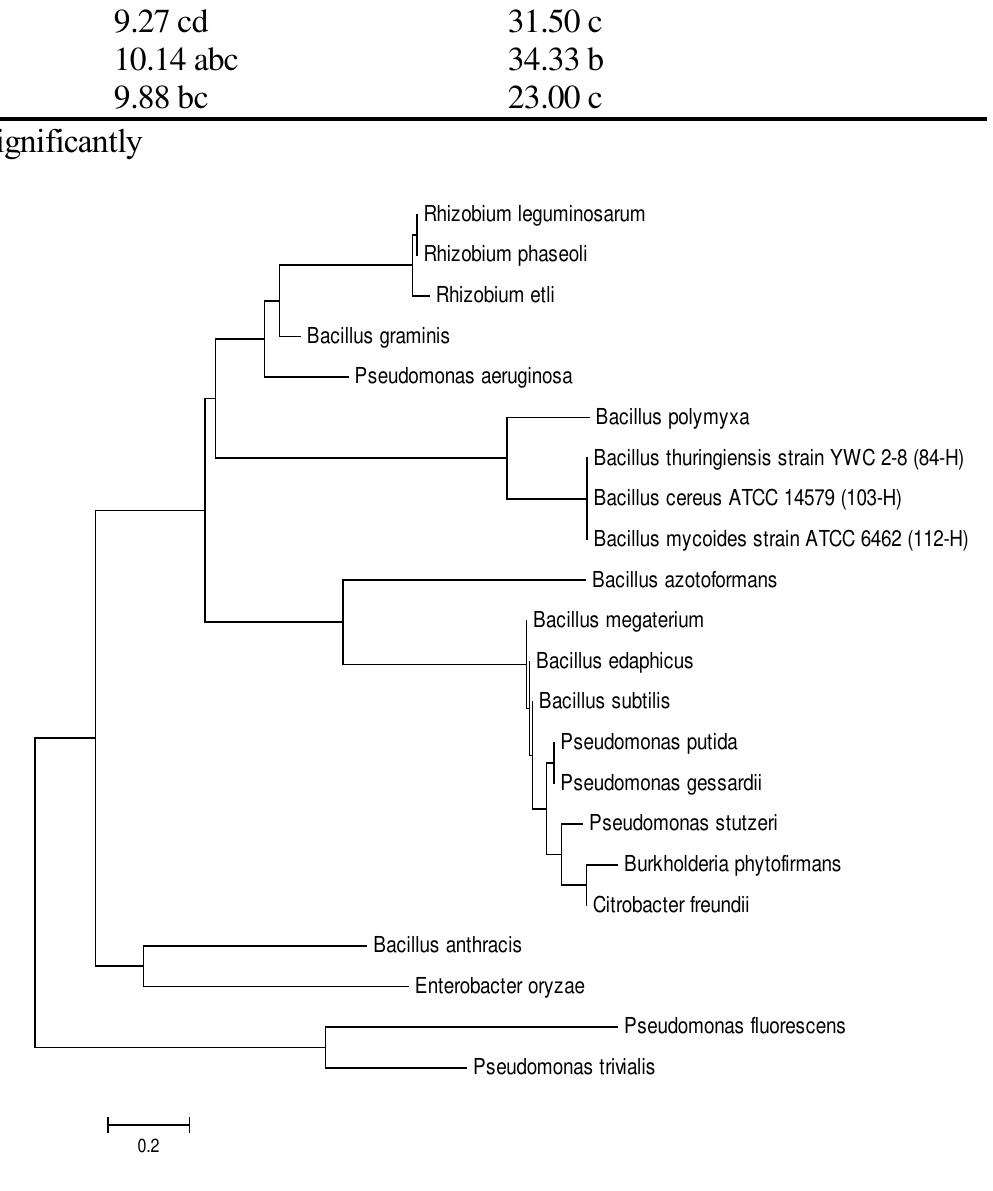 Phylogenetic tree of selected bacterial strains