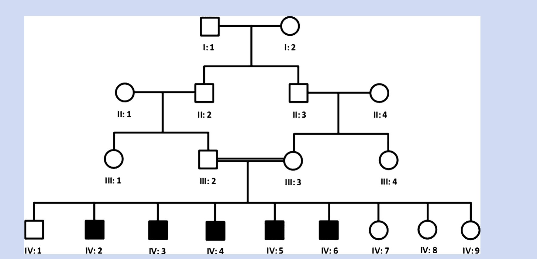 A four generation pedigree structure of a family segregating