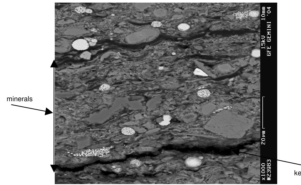 Electron micrograph of the posidonia shale from n. germany