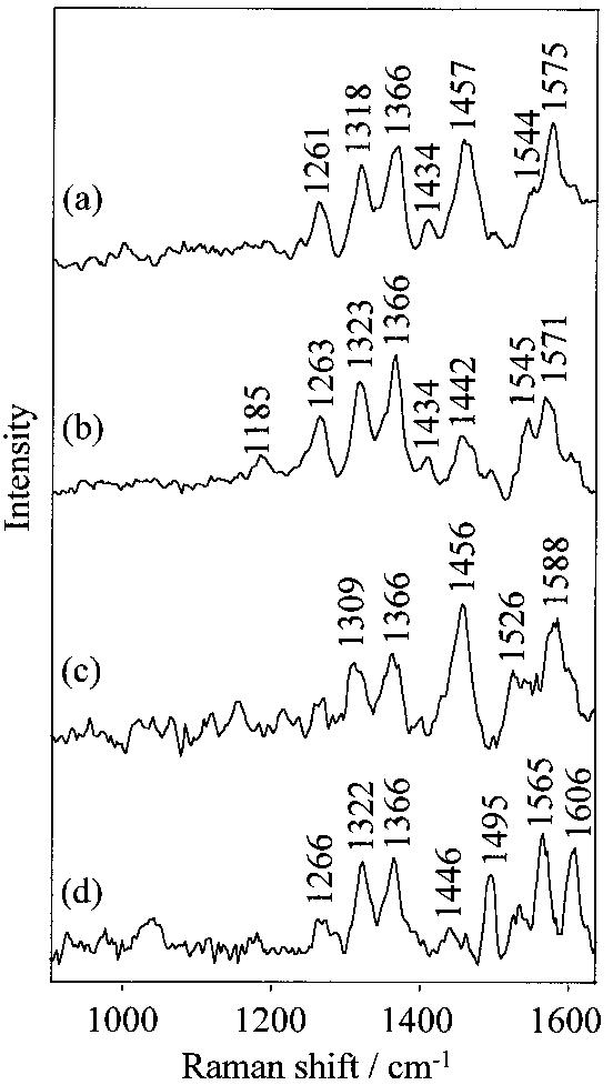 Excited state resonance raman spectra of [ru(phen)2(dppz)|?*