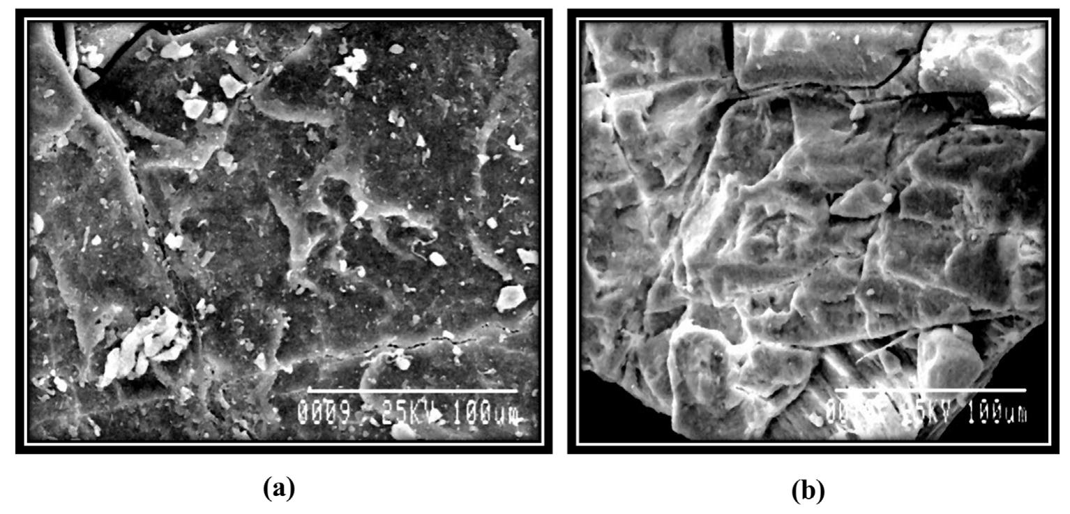 Scanning electron microscopy of fish scale powder (a) before