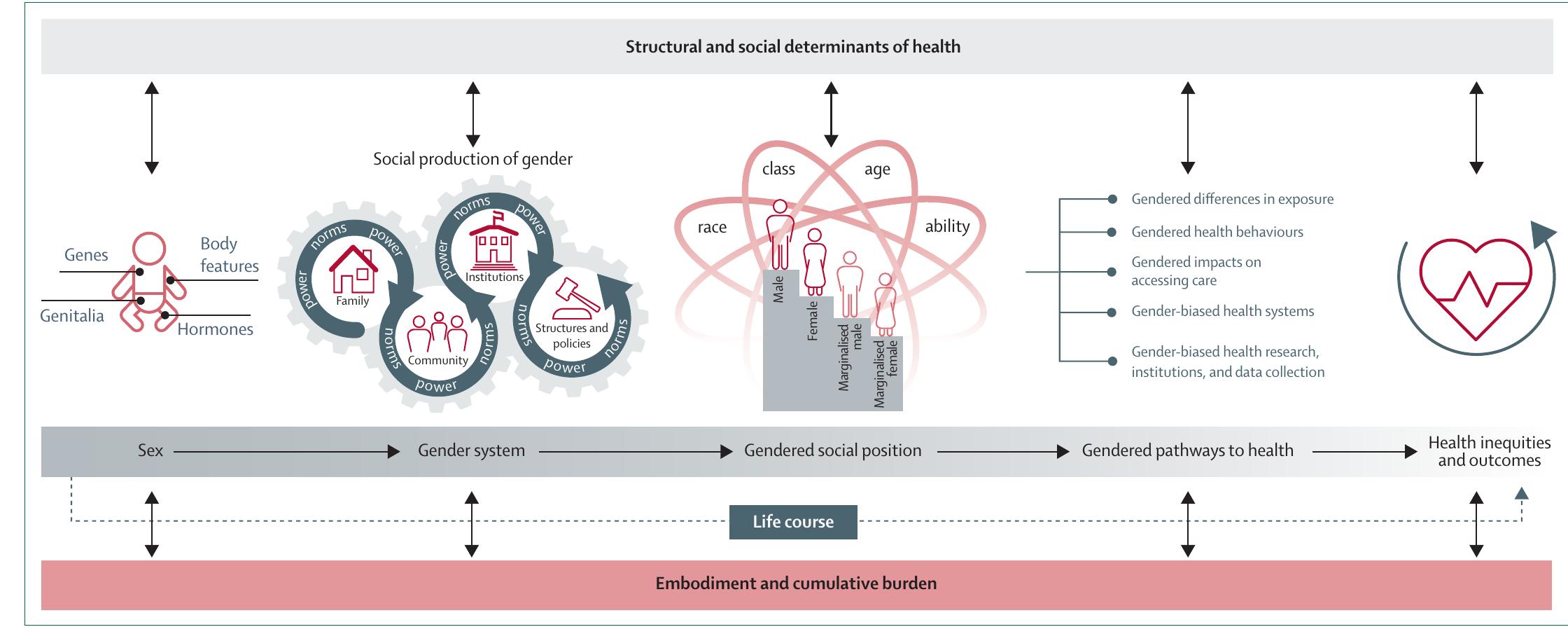 Conceptual tramework of the gender system and healtn infants