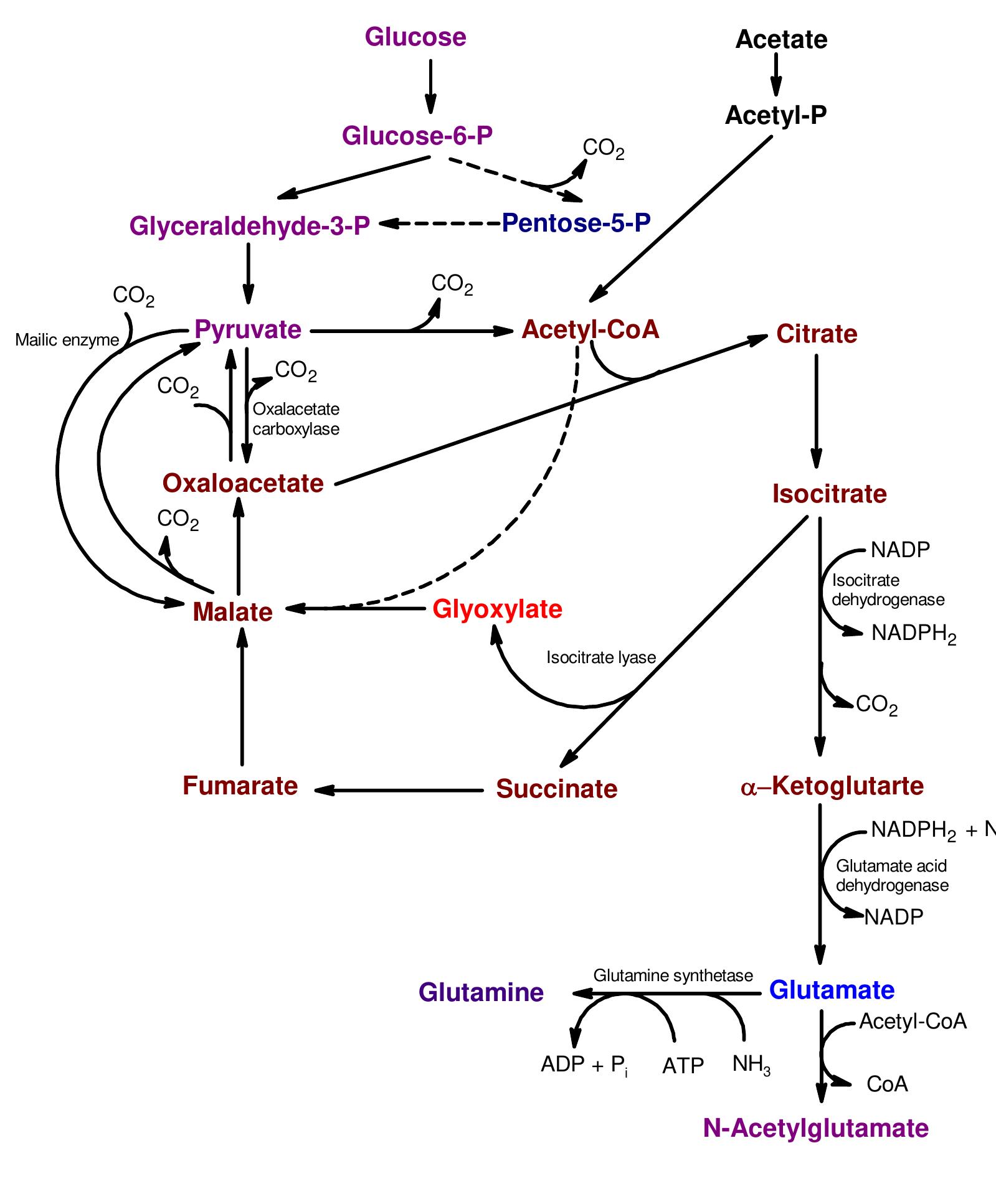 Biosynthesis of l-glutamic acid from glucose and acetate as