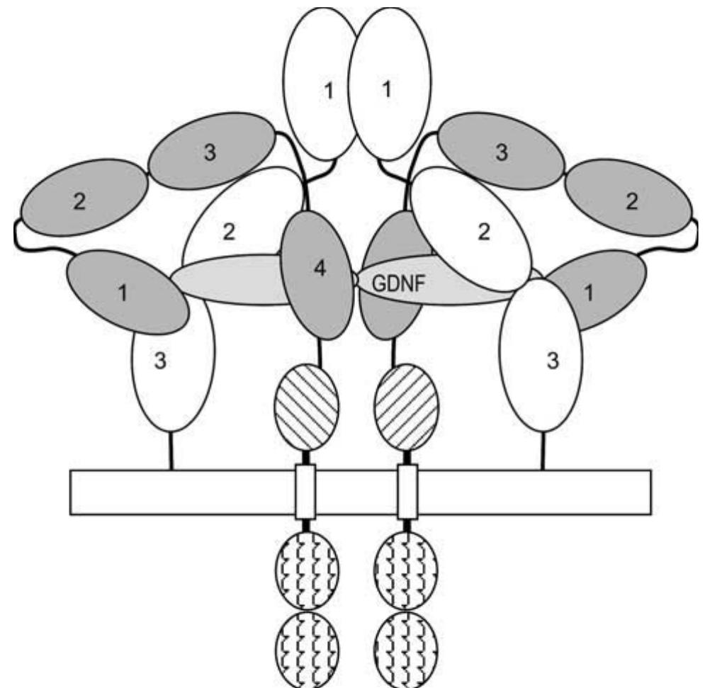 Schematic diagram of the interaction of gfral, ret and gdnf.