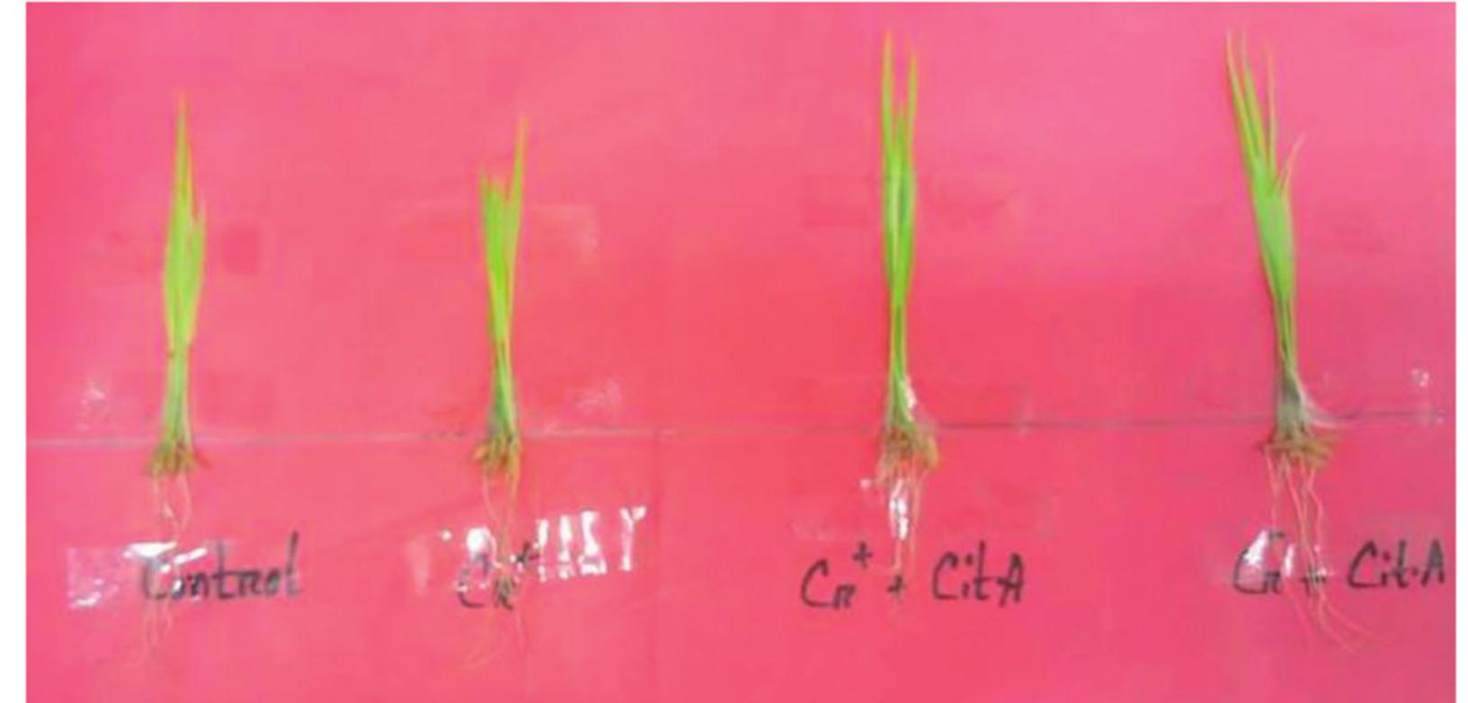 Phenotypes of 7-day-old rice plants grown under different