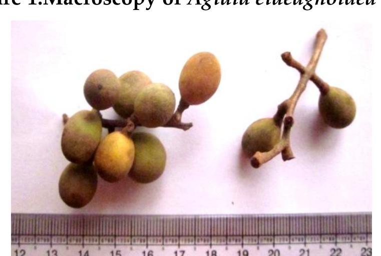 Microscopy ts of stalk is circular to oval in outline with