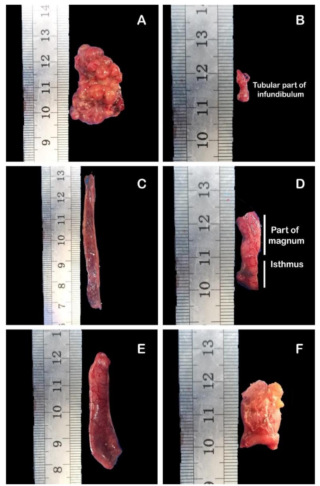 Representative photographs showing the (a) ovary and