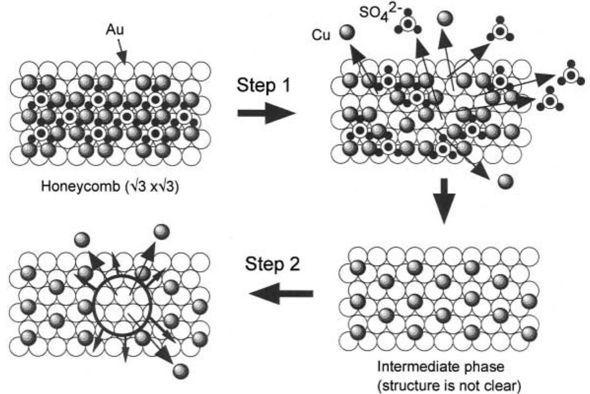 Schematic representation of the dissolution dynamics of the