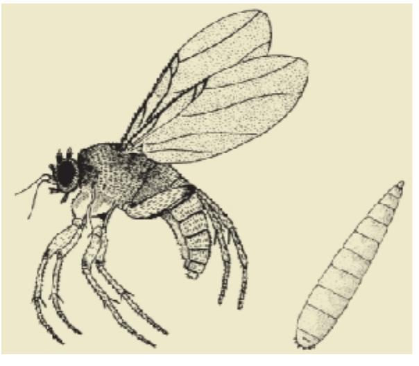 Phorid fly and larvae (source: keil, 2002). (ii) phoridae