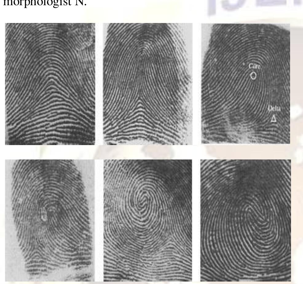 Fingerprints and a fingerprint classification schema of six