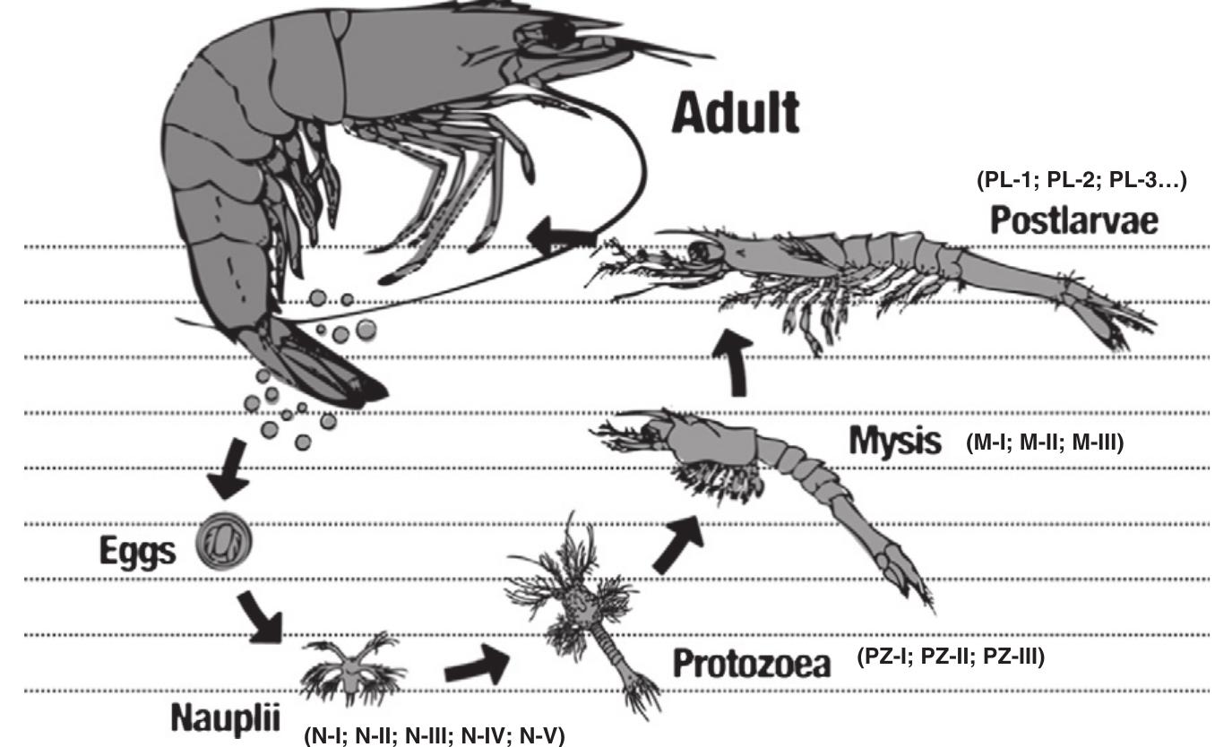 Life cycle of penaeid shrimp.