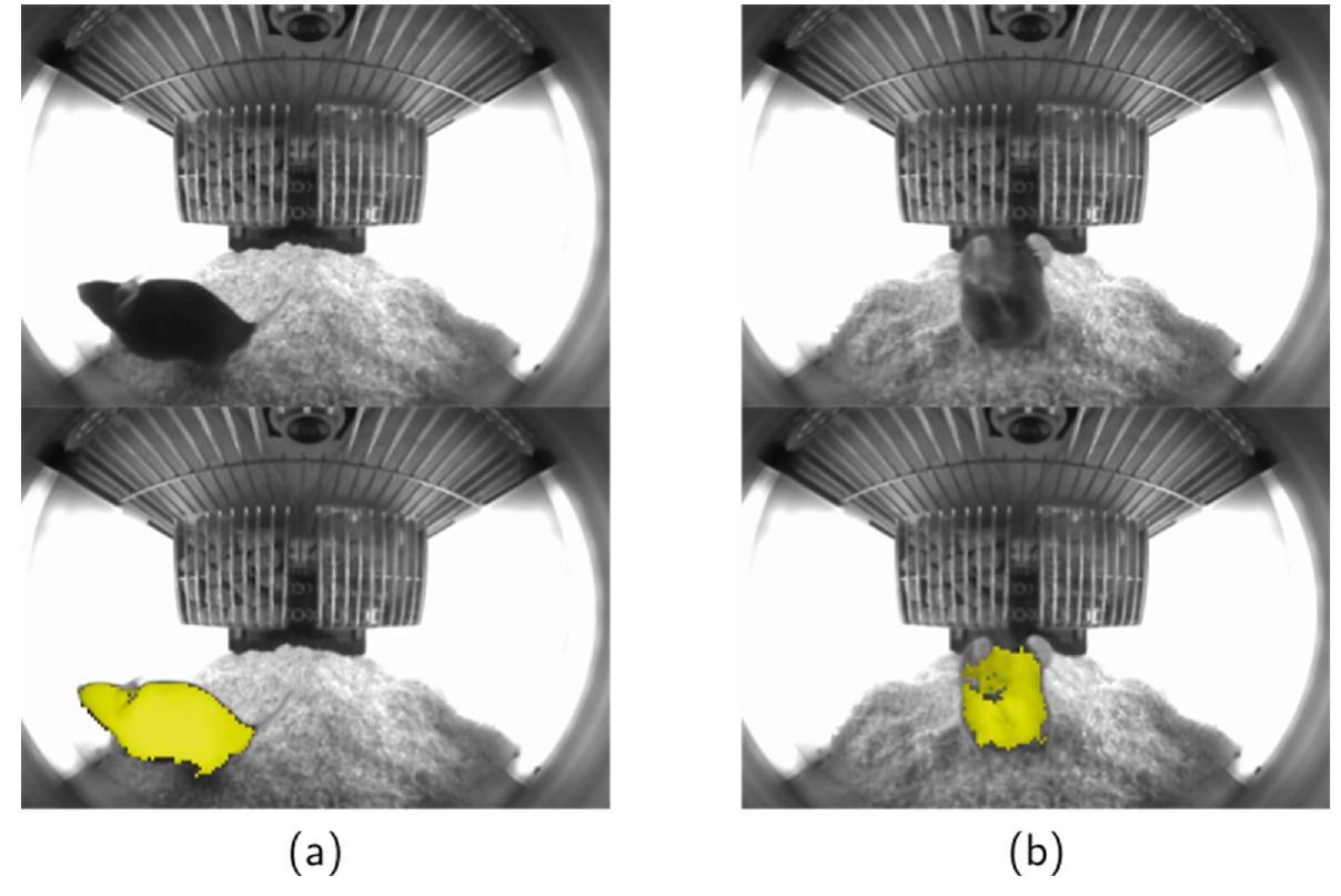 Annotator carefully labeled the tail and nose. for each