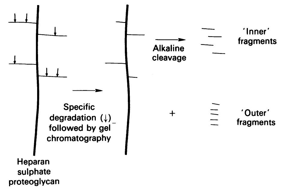 1. degradation of hs chains and separation of ‘inner’