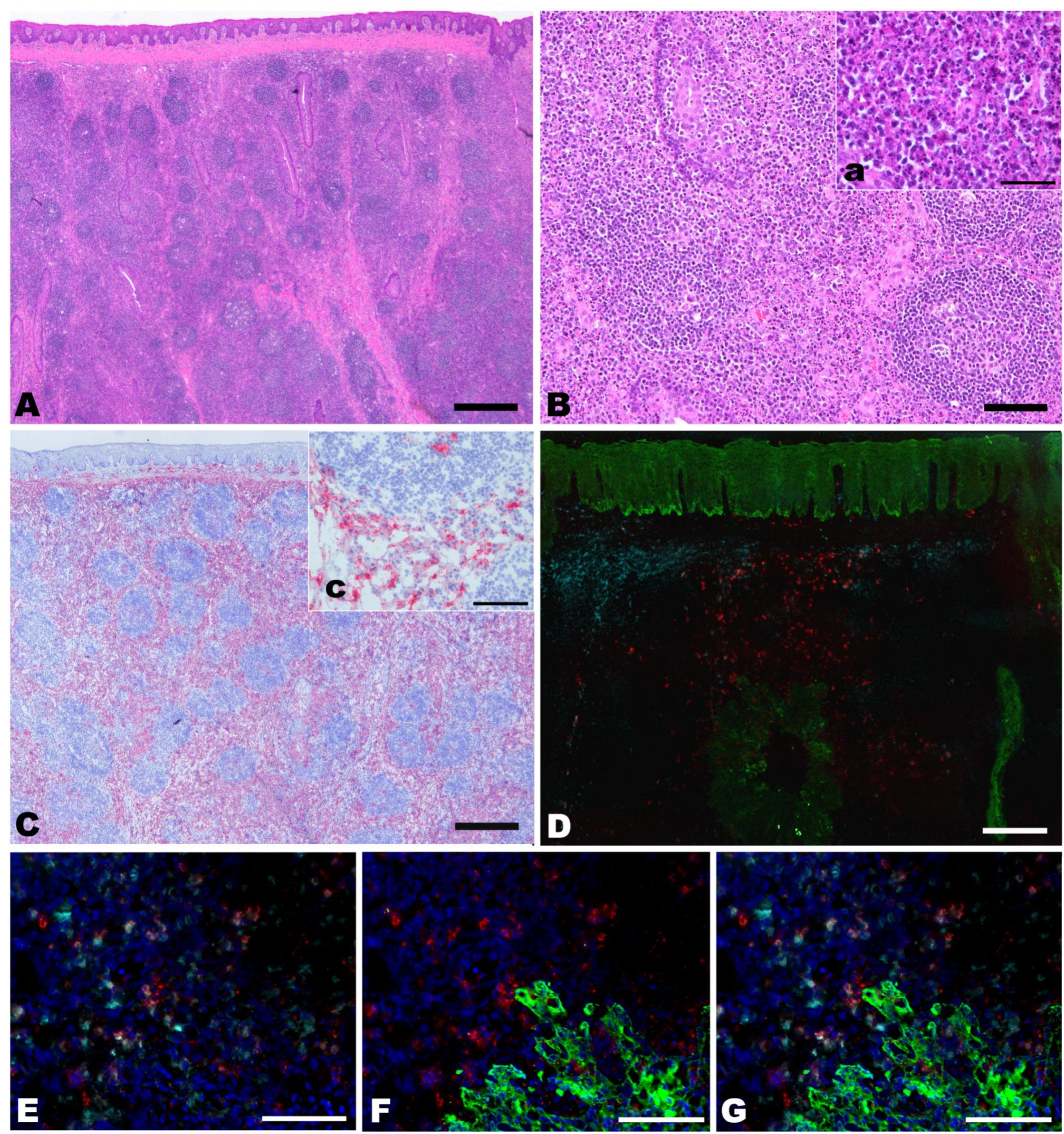 Histopathology of lesions from pigs infected with