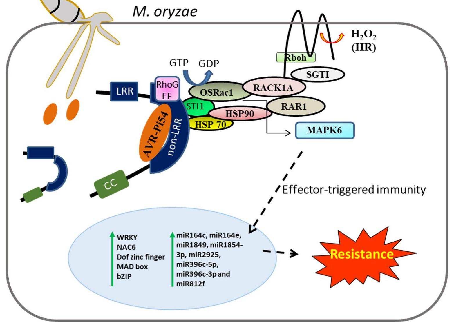 Schematic presentation of mechanisms of pi54 locus-mediated