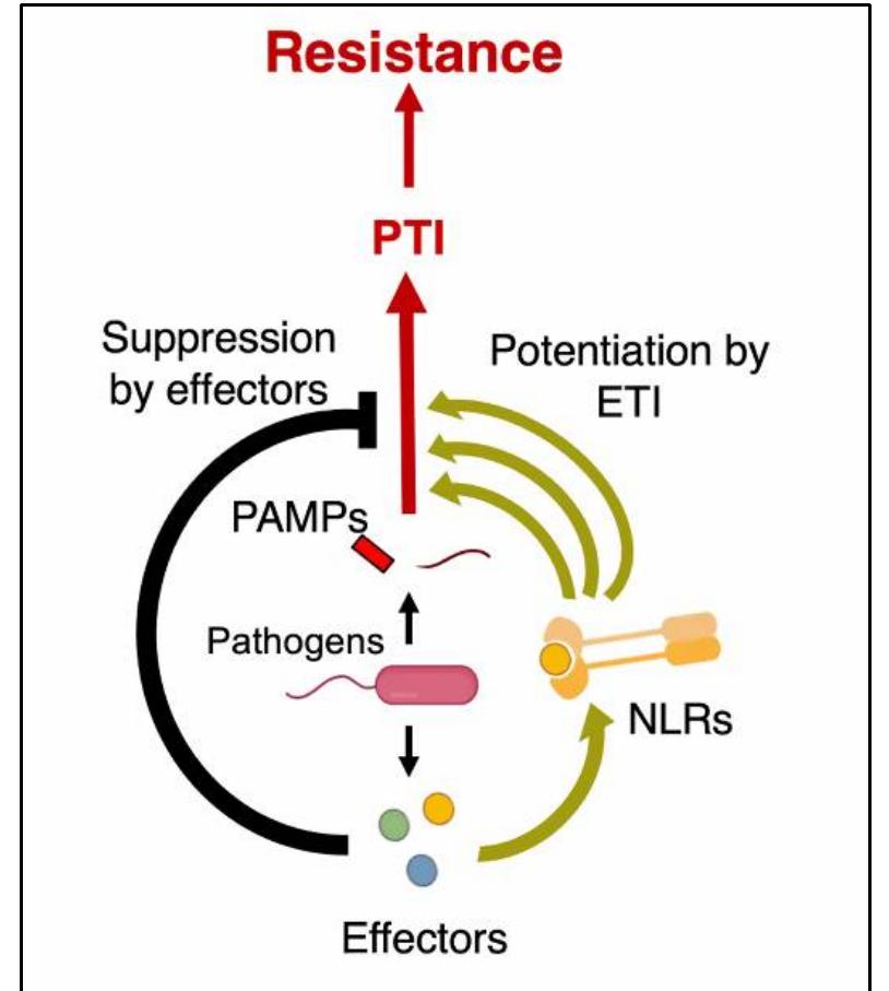 Schematic representation of the ‘circular model’ of