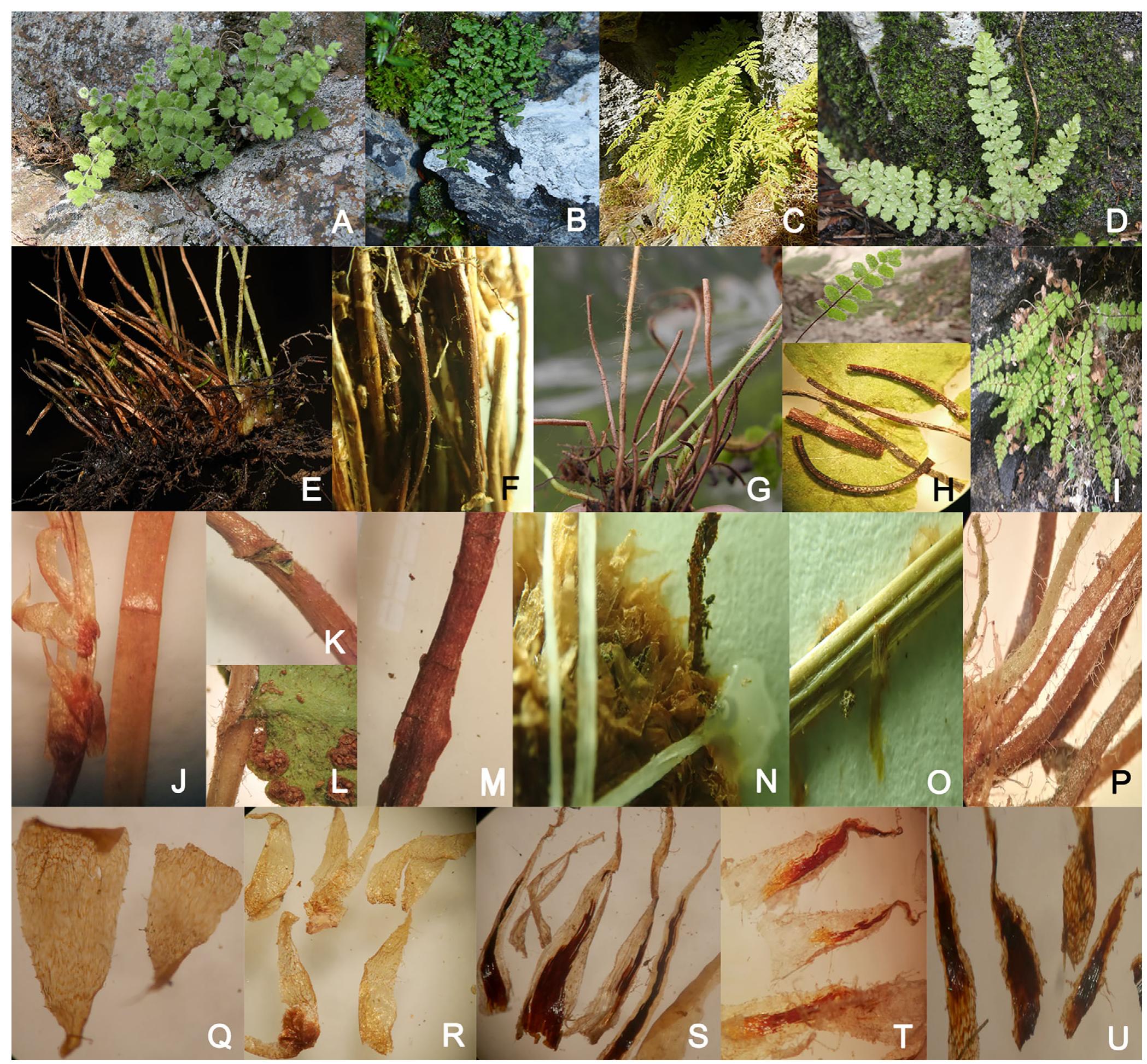 Morphology of habit, stipes, and stipe scales in