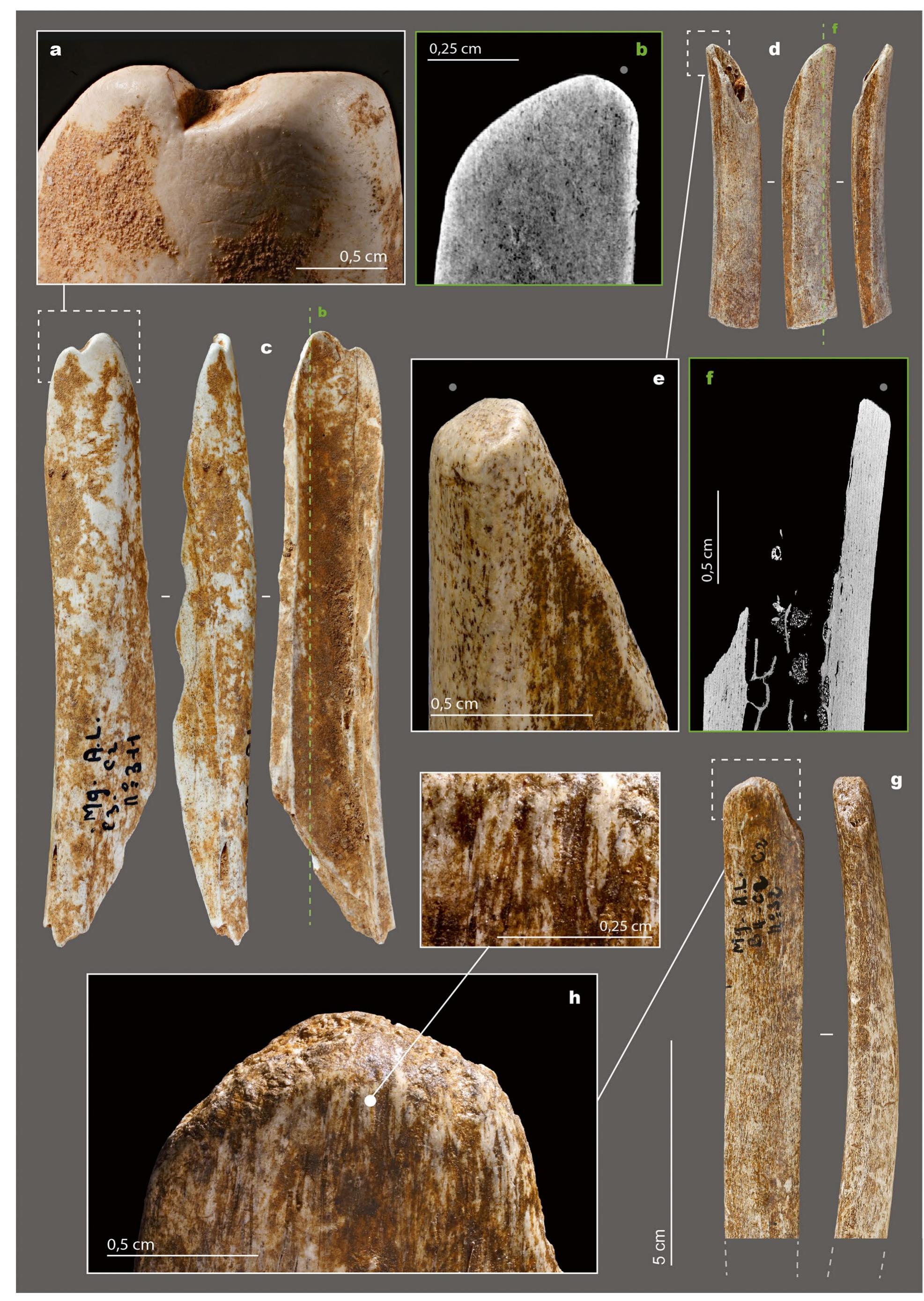 Figure 1 - Not so unusual Neanderthal bone tools: new