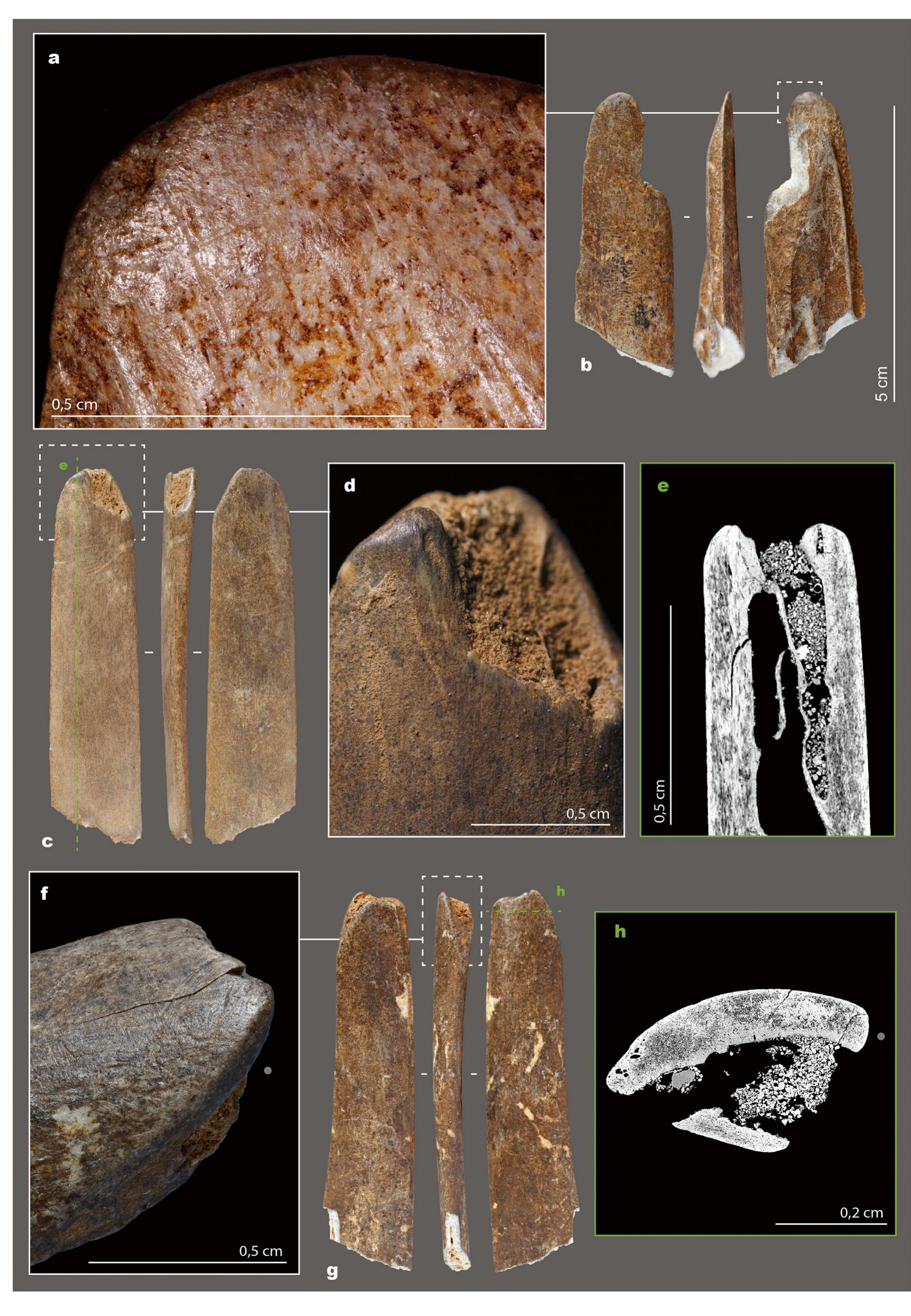 Figure 2 - Not so unusual Neanderthal bone tools: new