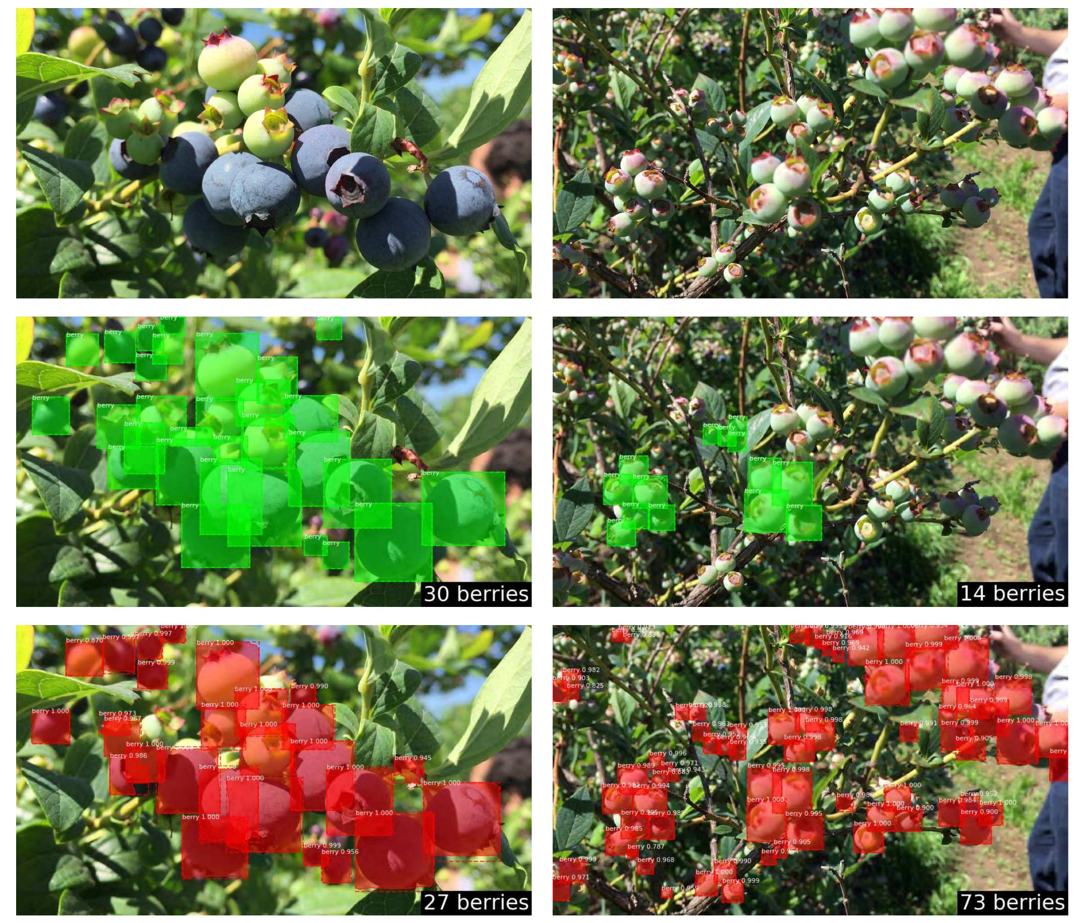 Examples of blueberry detection. the original image is shown