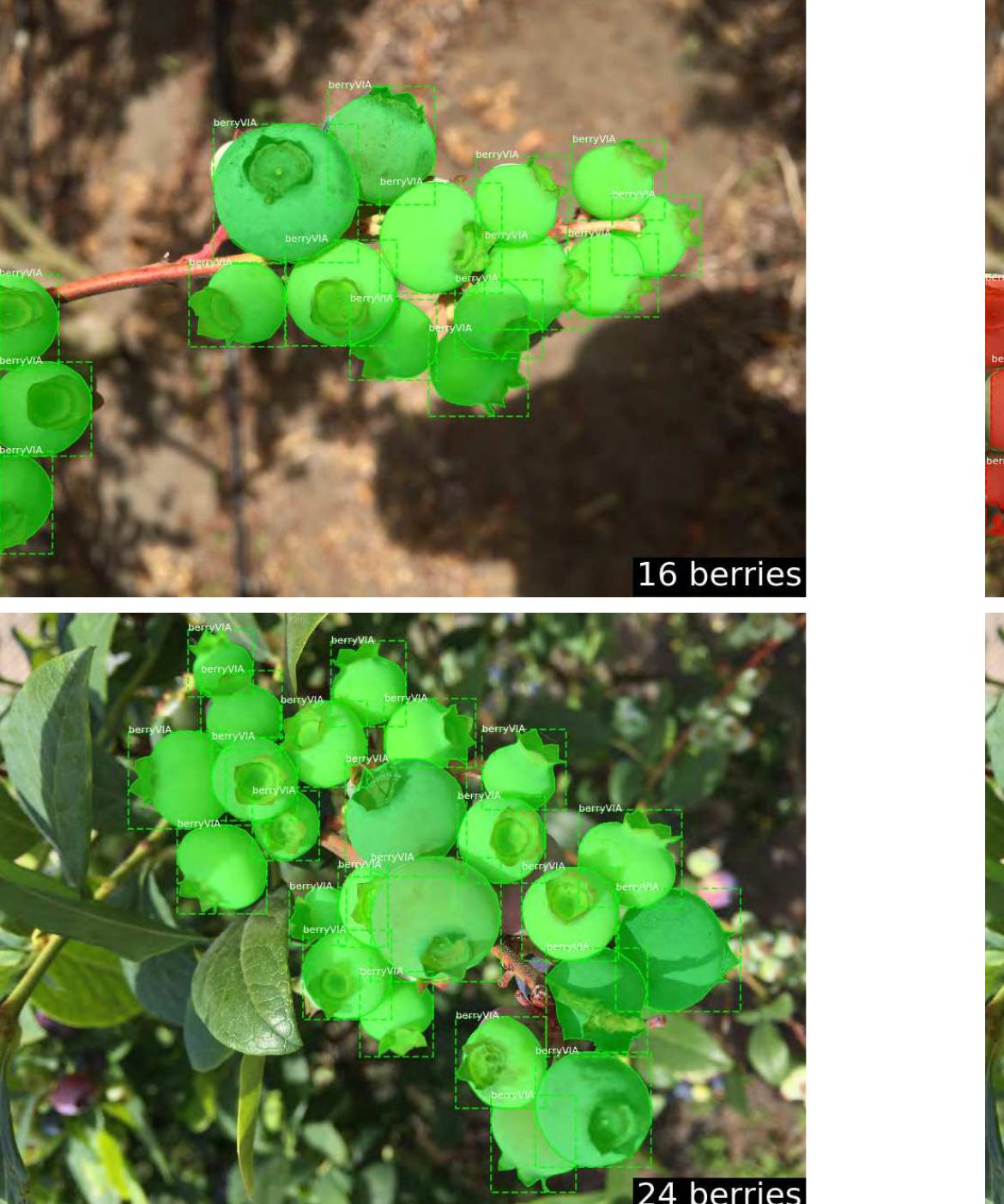 Additional examples of blueberry quantification using images